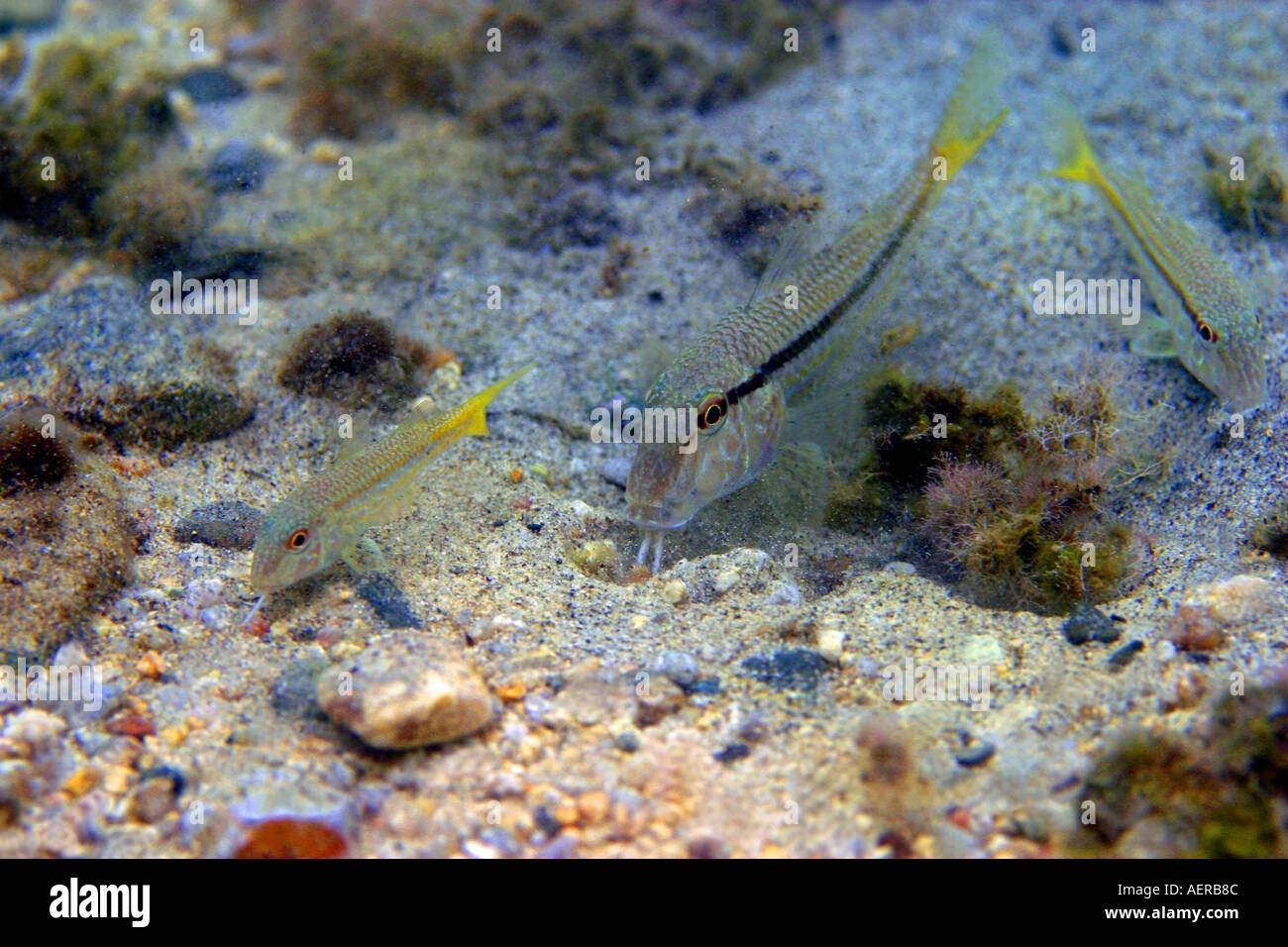 goatfish red mullet in Aegean Mediterranean Stock Photo - Alamy