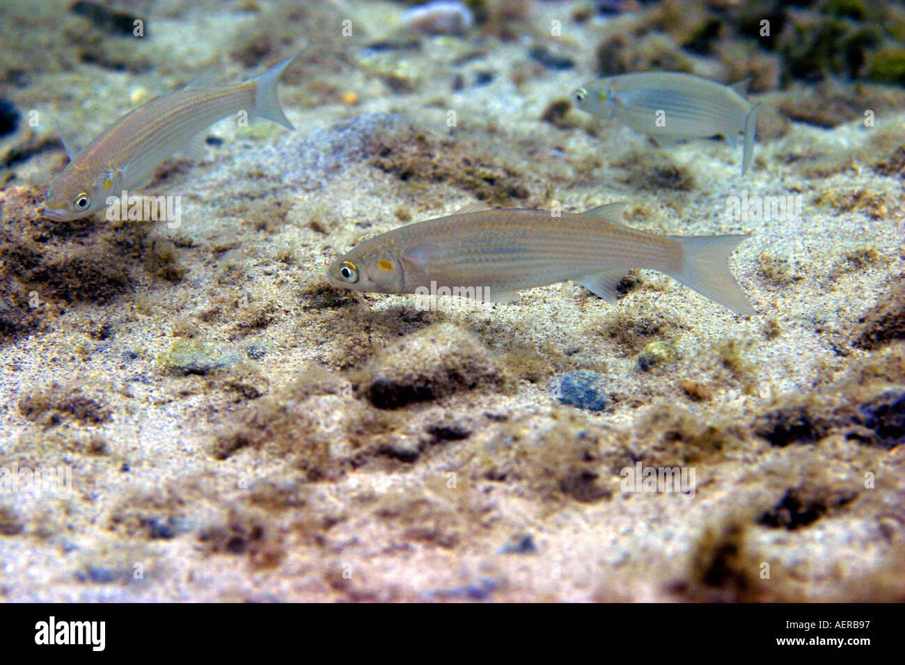 Grey mullet at shallows in Aegean Mediterranean Halkidiki Stock Photo ...