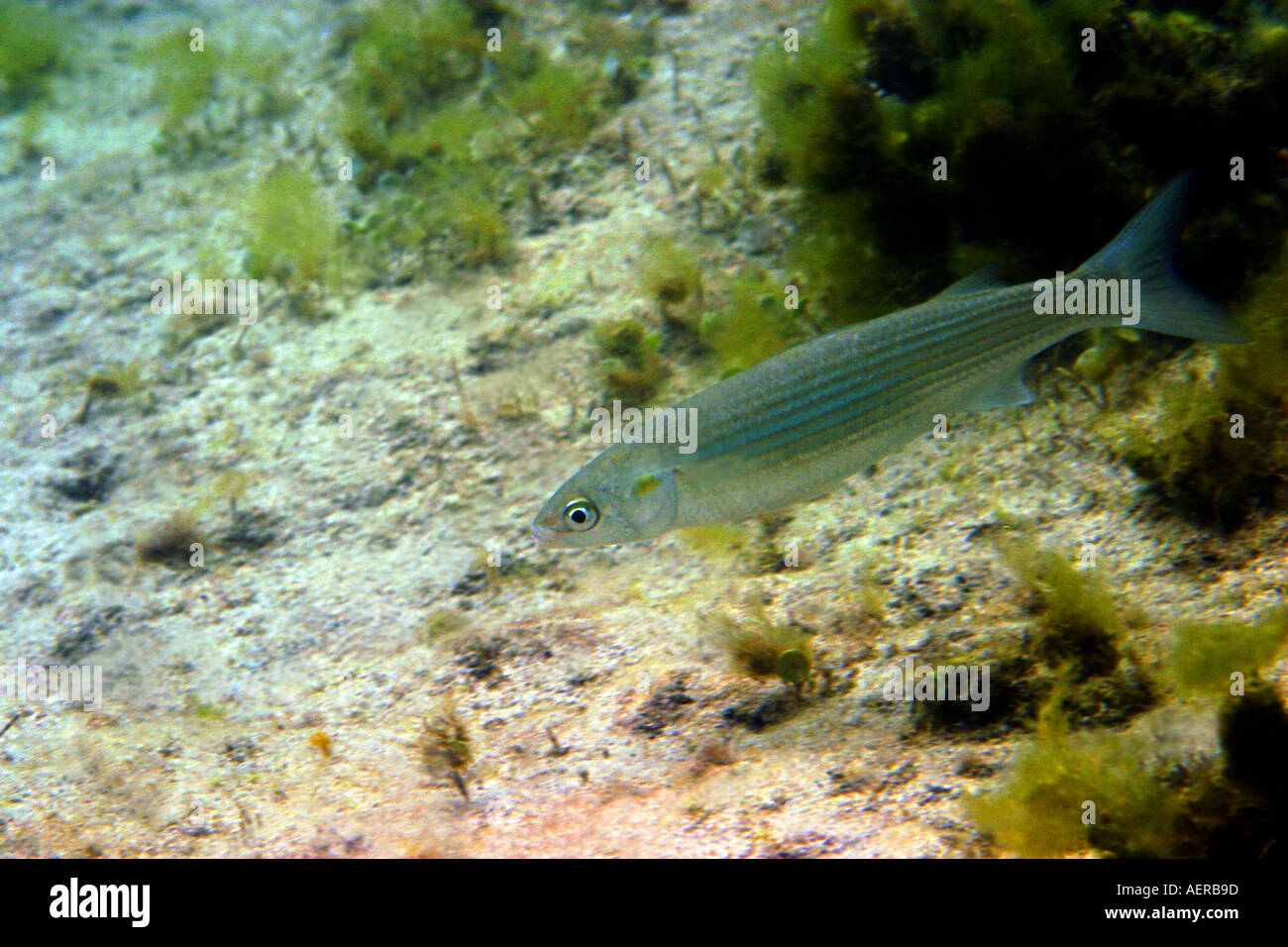 Grey mullet at shallows in Aegean Mediterranean Halkidiki Stock Photo ...