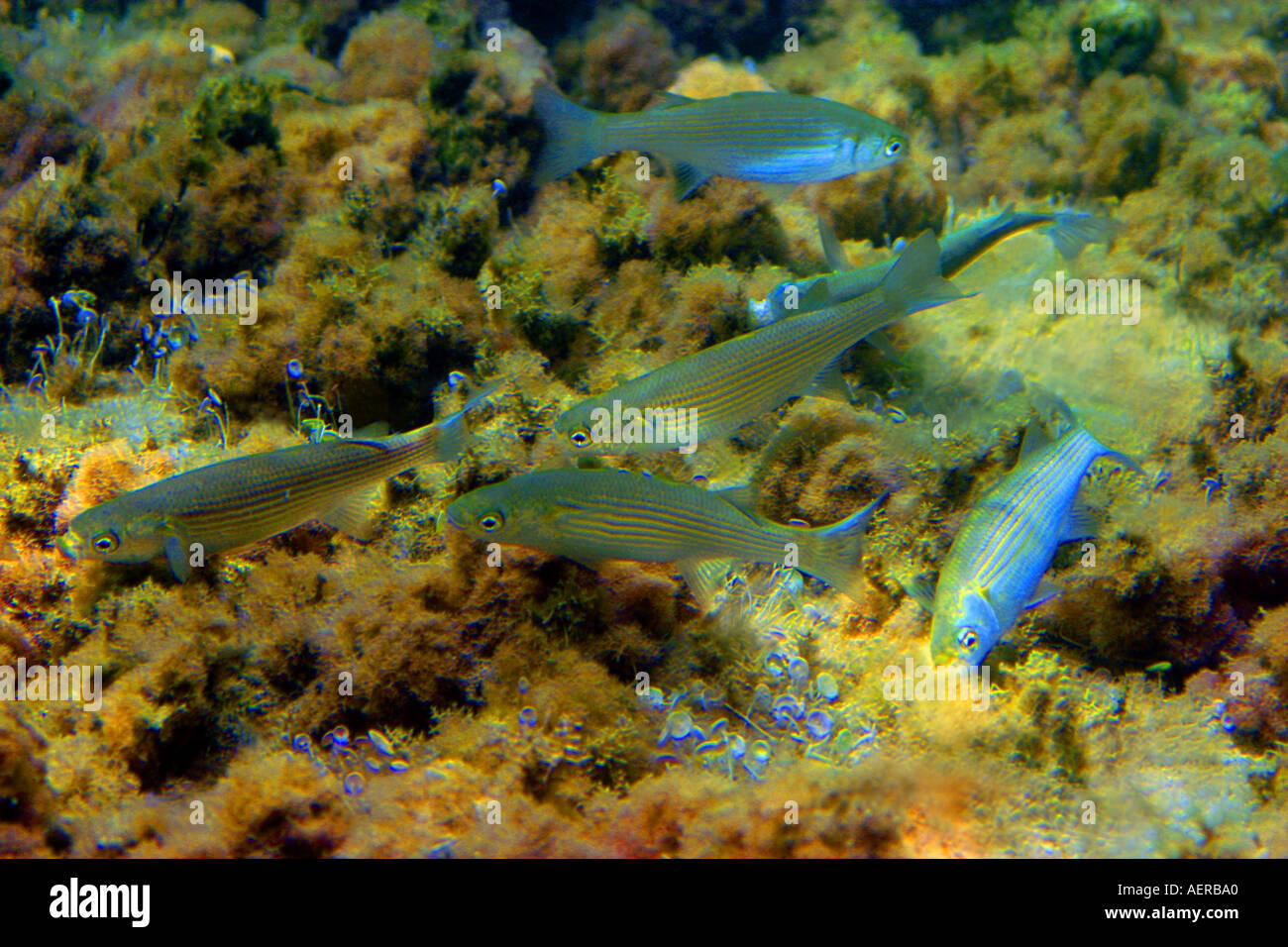 Grey mullet at shallows in Aegean Mediterranean Halkidiki Stock Photo ...