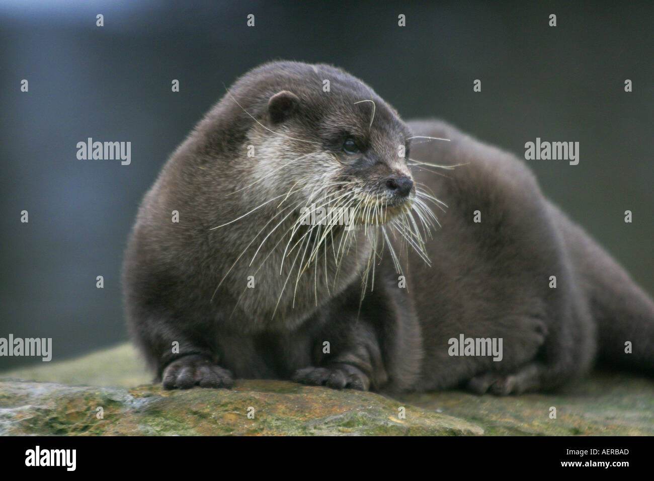 Animal introvert hi-res stock photography and images - Alamy