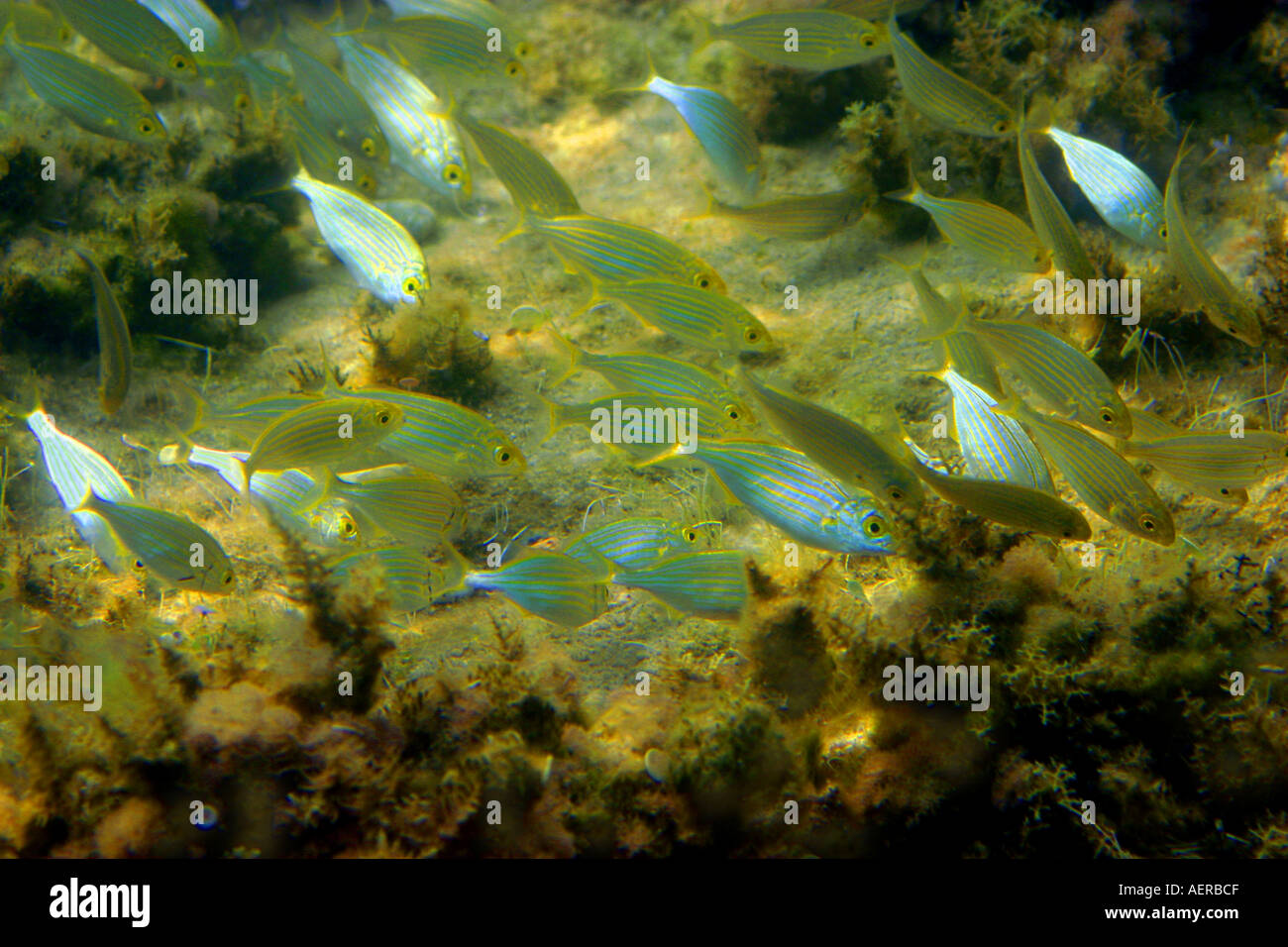 Salpa biology hi-res stock photography and images - Alamy