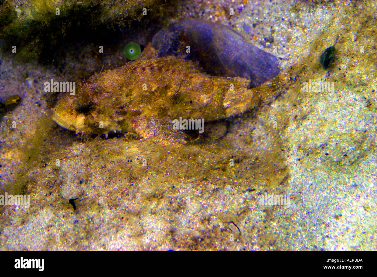 scorpina Aegean Mediterranean Stock Photo - Alamy