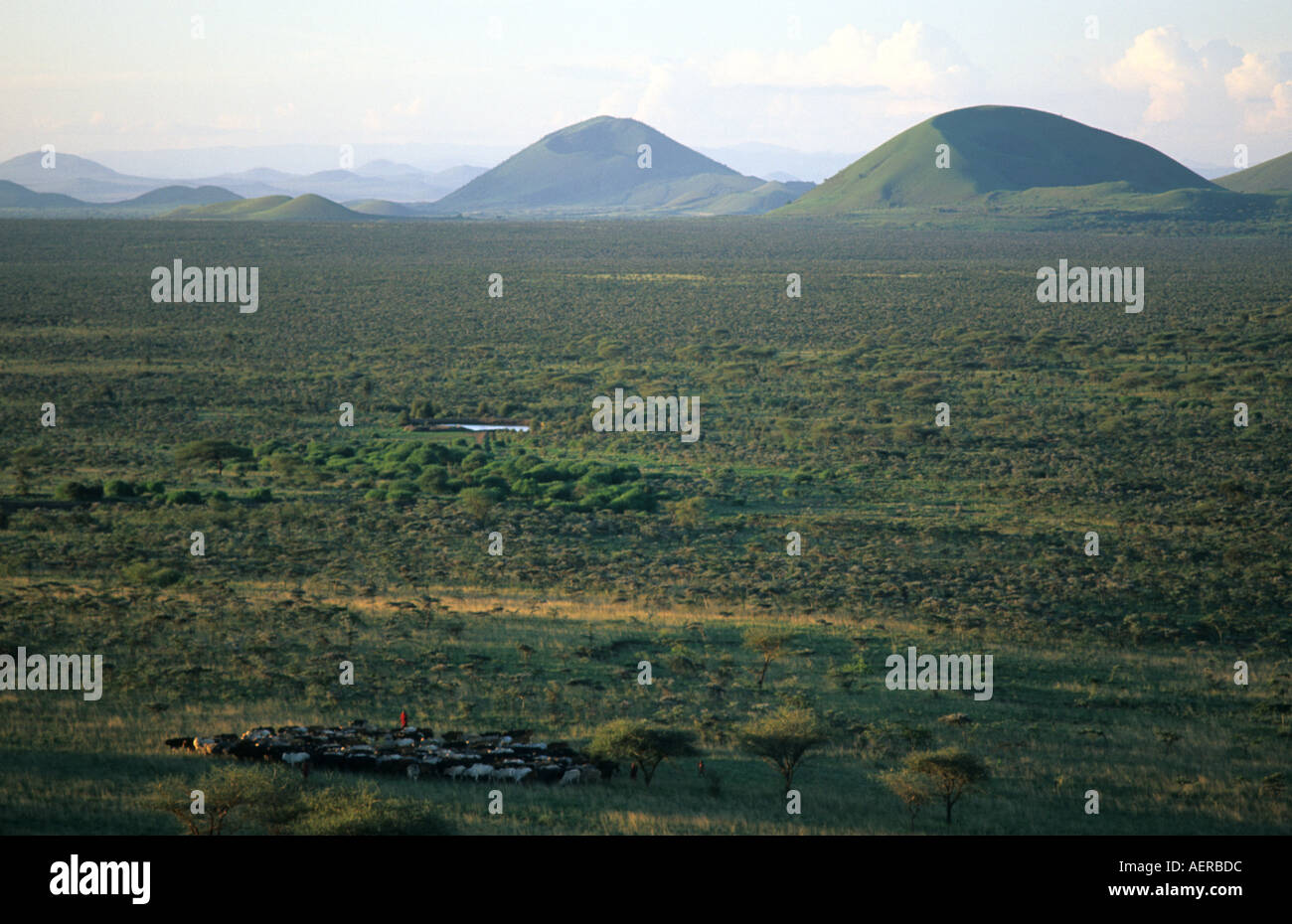 Maasai manyatta with cattle hi-res stock photography and images - Alamy