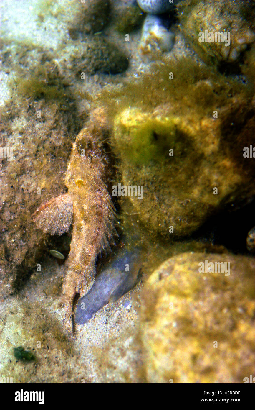 Scorpina hi-res stock photography and images - Alamy