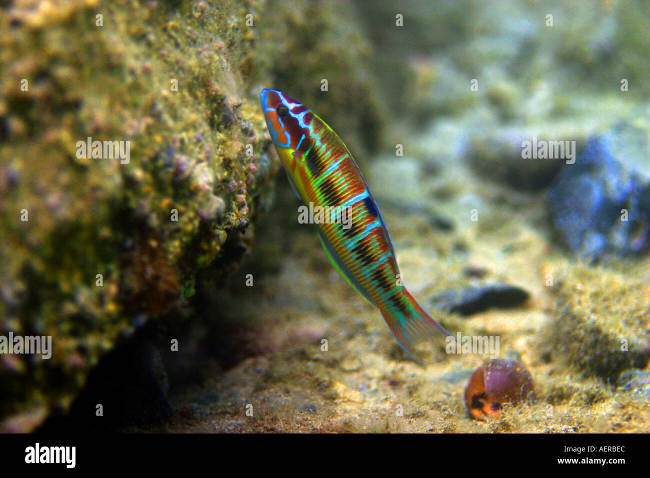 sea peacock Aegean Mediterranean Stock Photo - Alamy