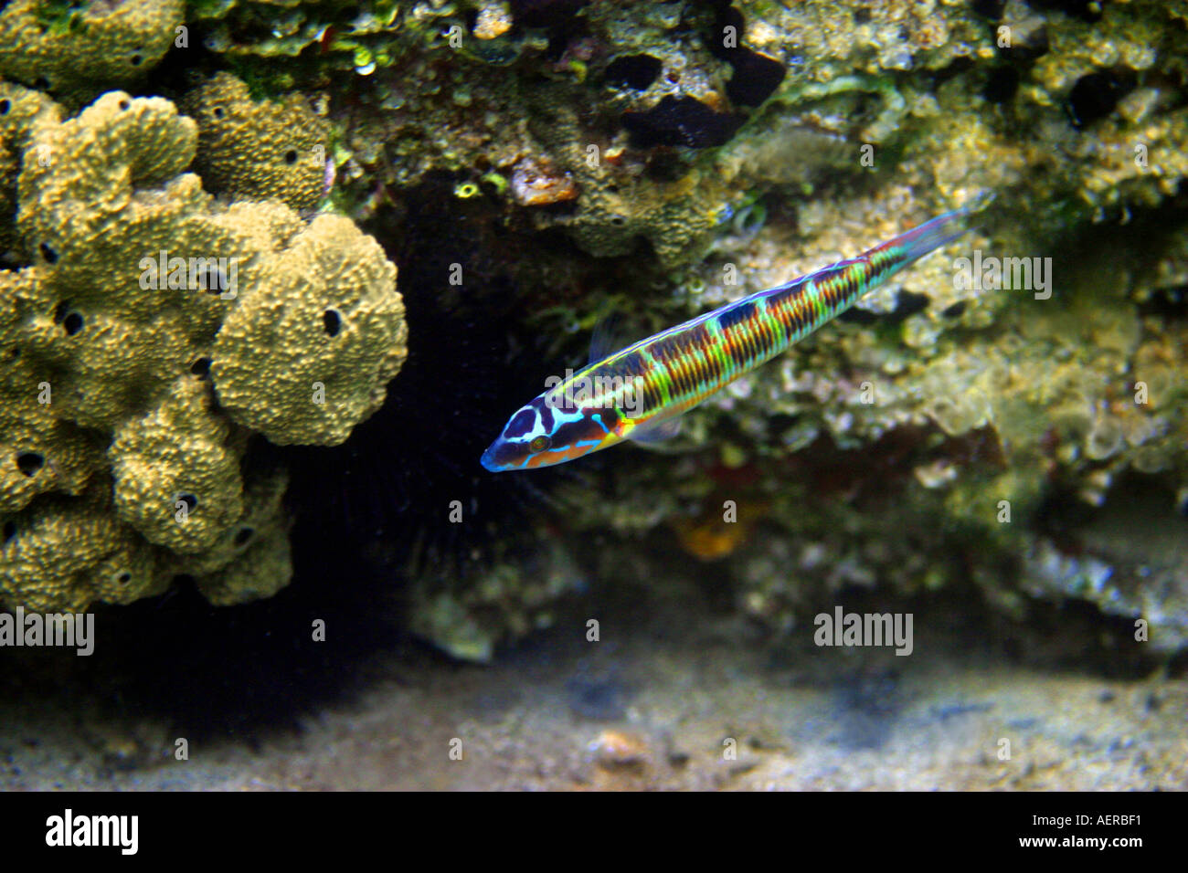 Sea peacock hi-res stock photography and images - Alamy