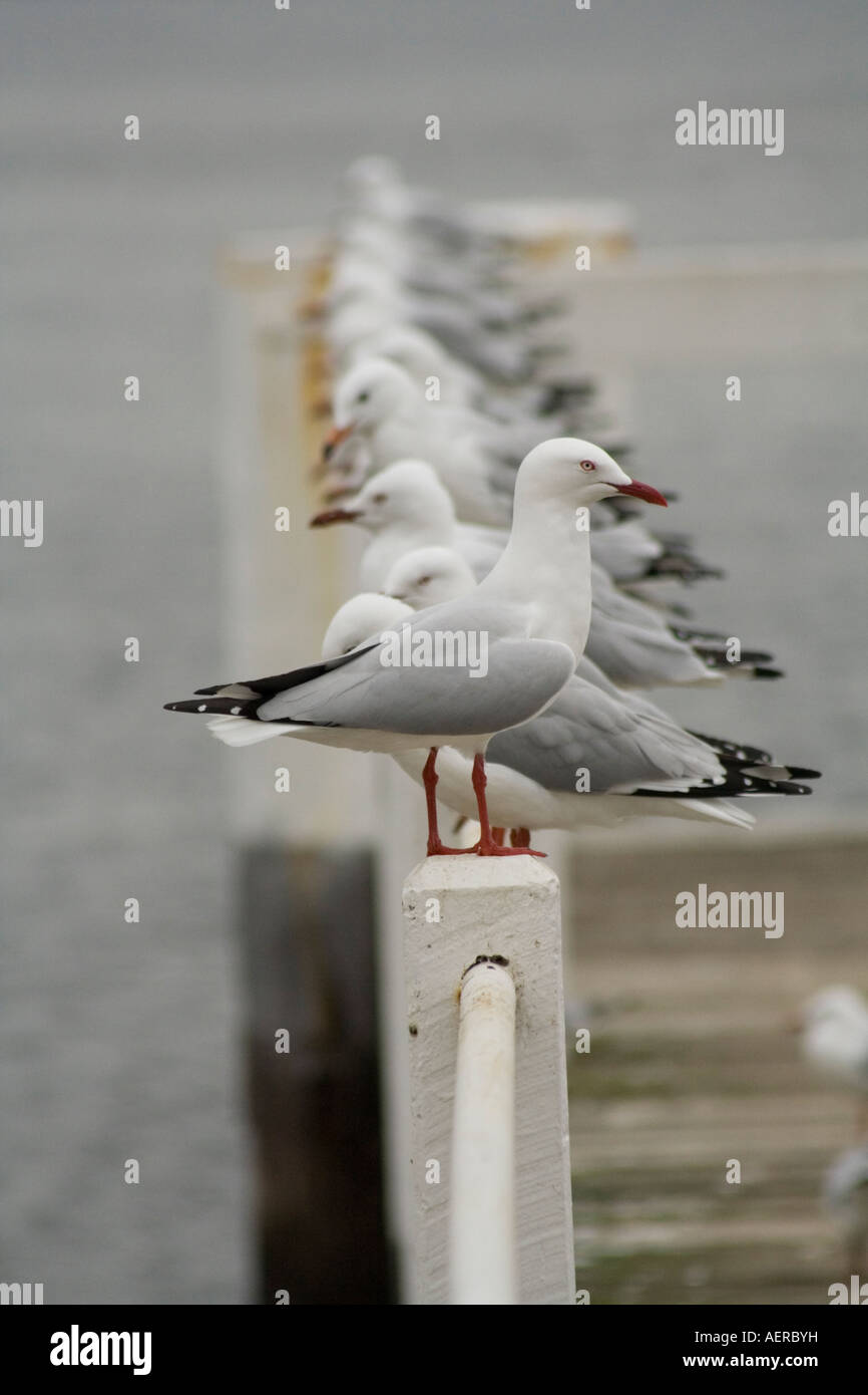row of seagulls Stock Photo - Alamy