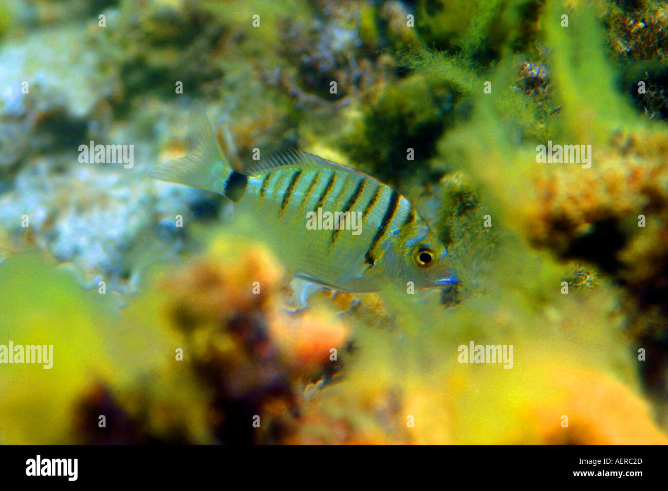white seabream Mediterranean Stock Photo - Alamy