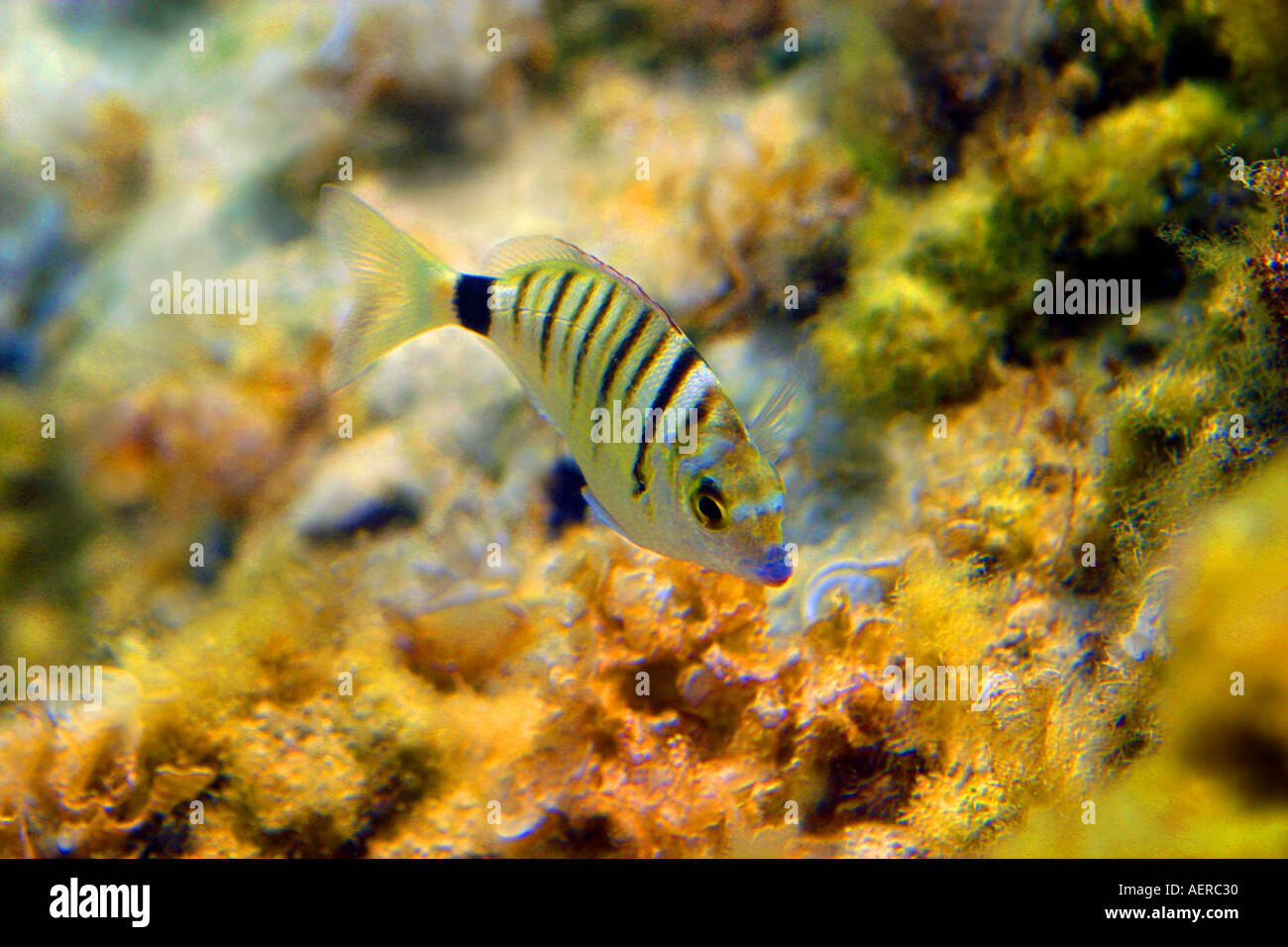 white seabream Mediterranean Stock Photo - Alamy