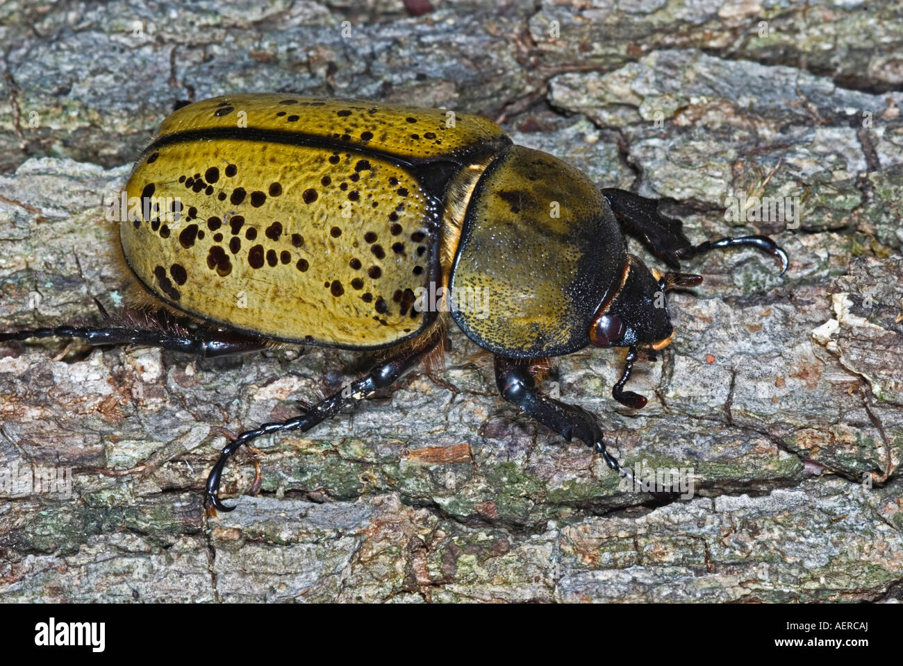 Female Dynastes Beetle, Dynastes tityus, insect Stock Photo - Alamy