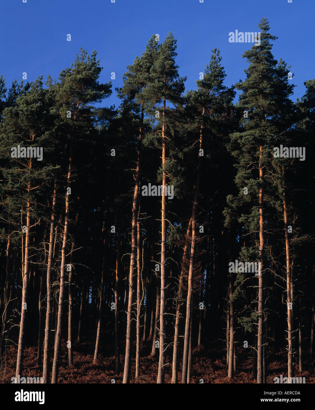 Pine trees reach for a vivid blue sky in Bedfordshire England Stock ...