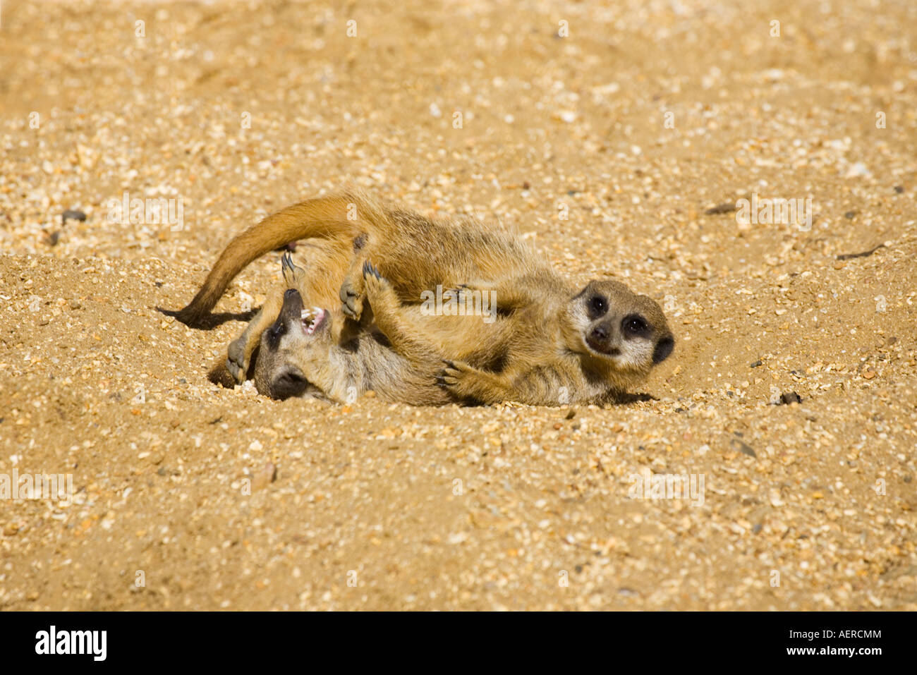 Two fighting meerkats hi-res stock photography and images - Alamy