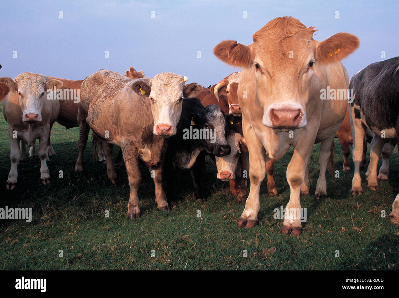 Cream cattle hi-res stock photography and images - Alamy