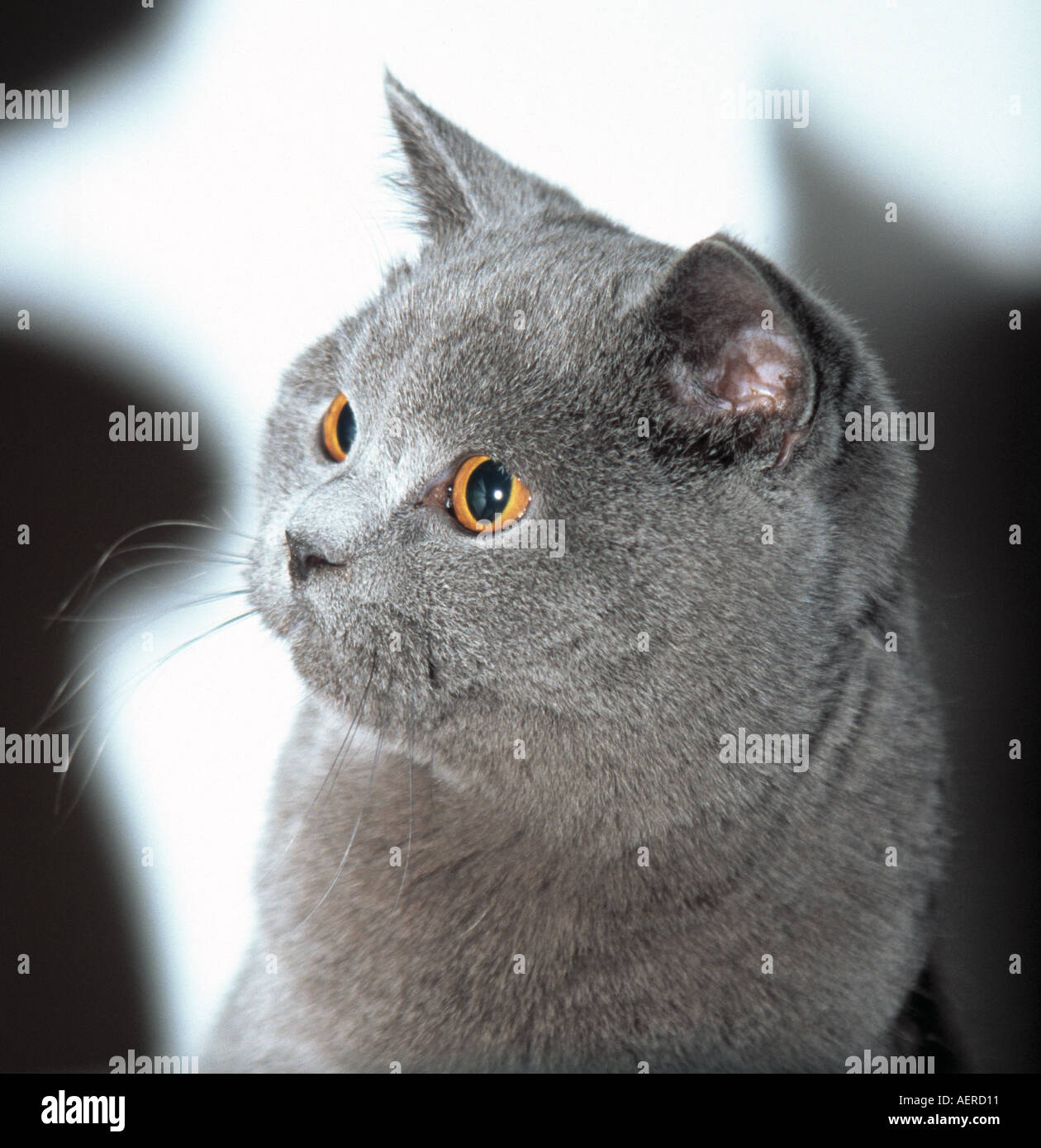 British Blue Shorthair cat Stock Photo - Alamy