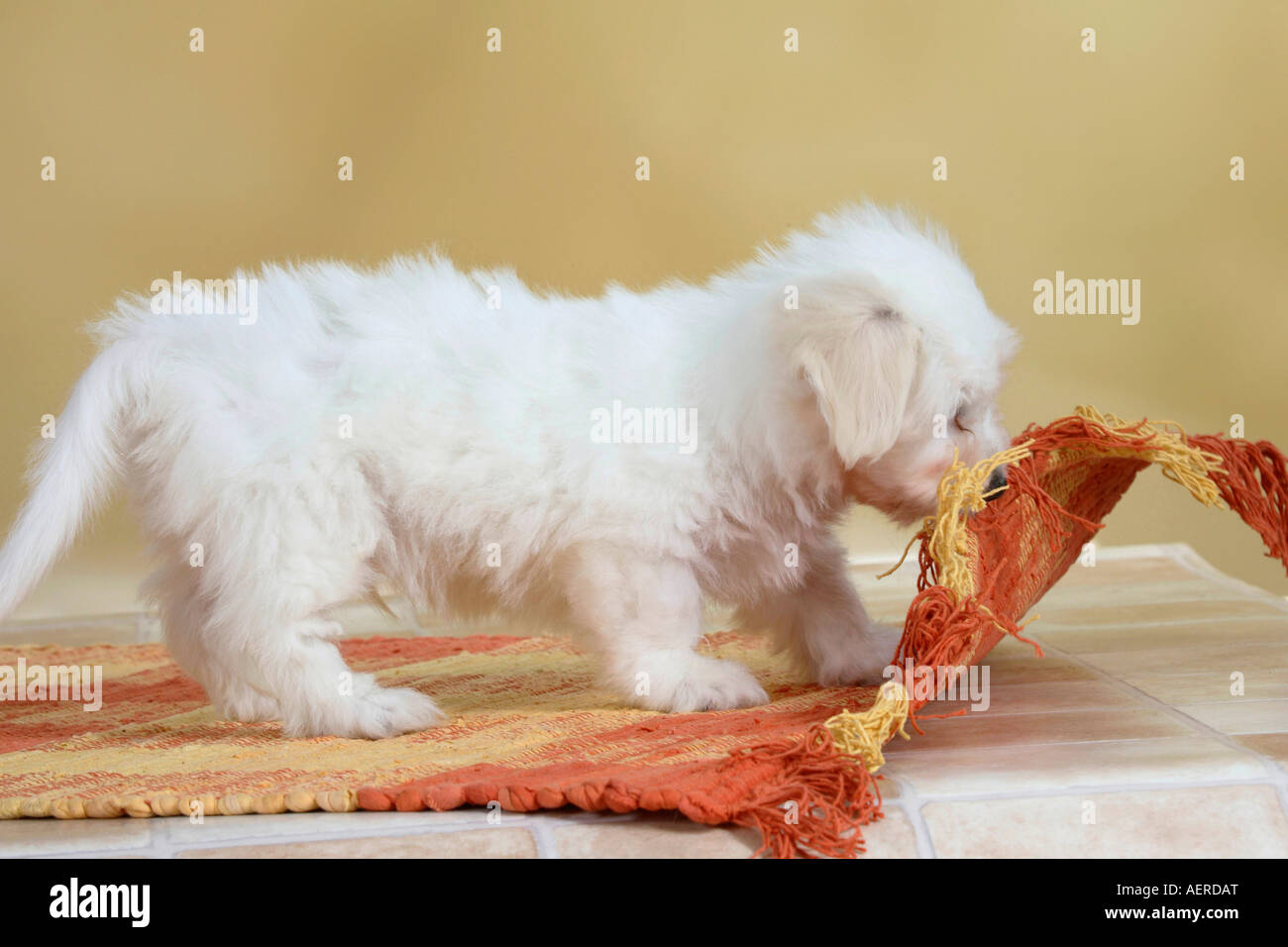 Puppy pulling hi-res stock photography and images - Alamy
