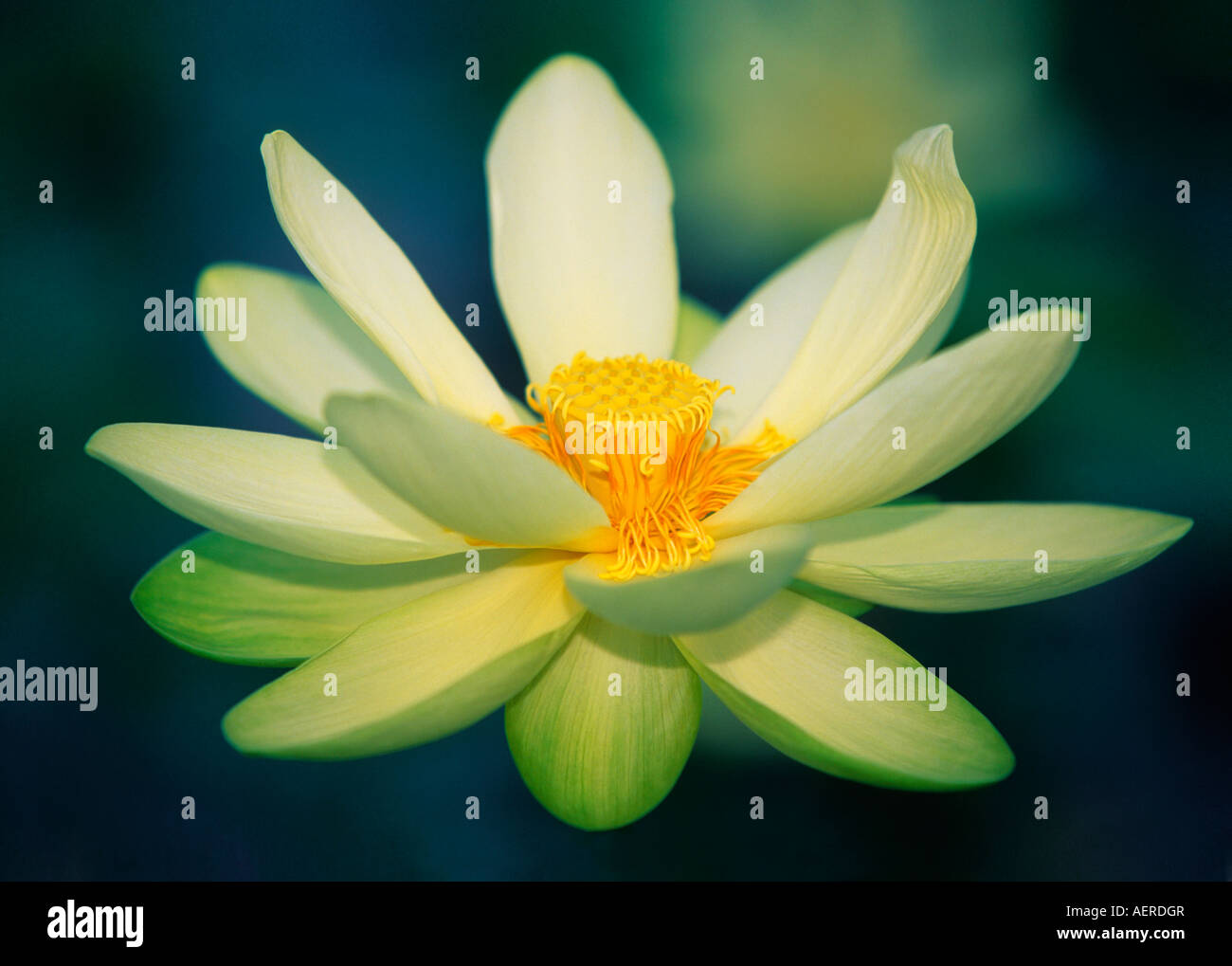 American lotus seed pod hi-res stock photography and images - Alamy
