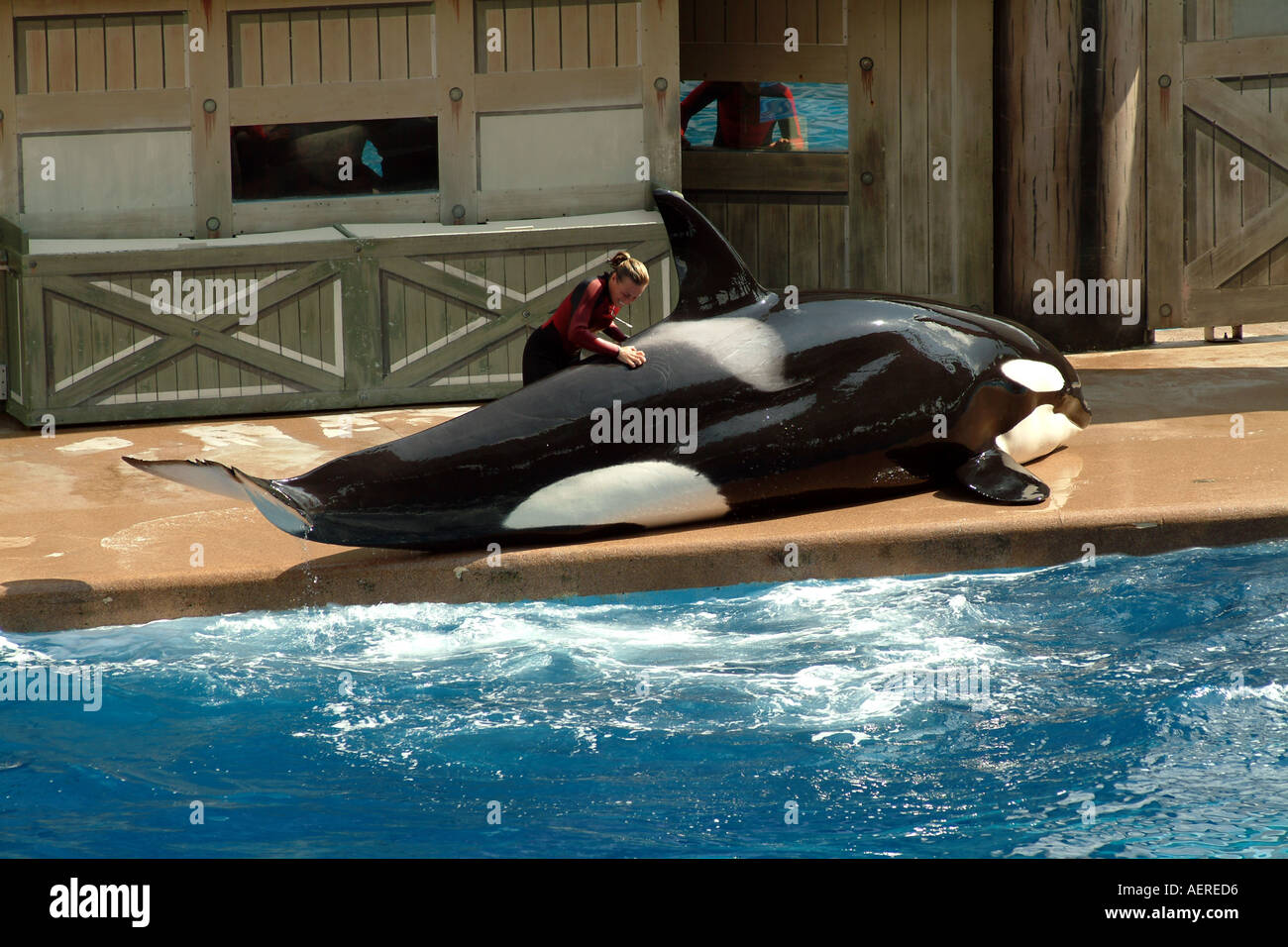 SeaWorld Orlando Florida USA Shamu the Killer Whale gets a scratch ...