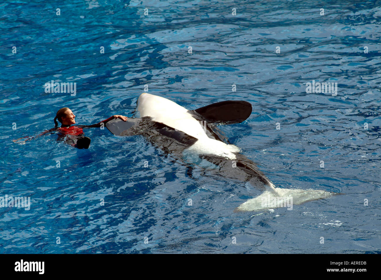 SeaWorld Orlando Florida USA the killer whale Shamu Stadium Stock Photo ...