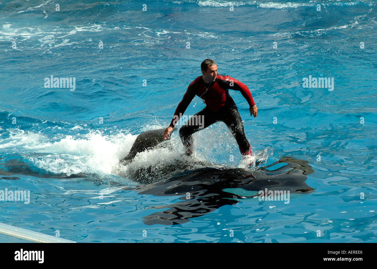 SeaWorld Orlando Florida USA Riding the killer whale Shamu Stadium ...