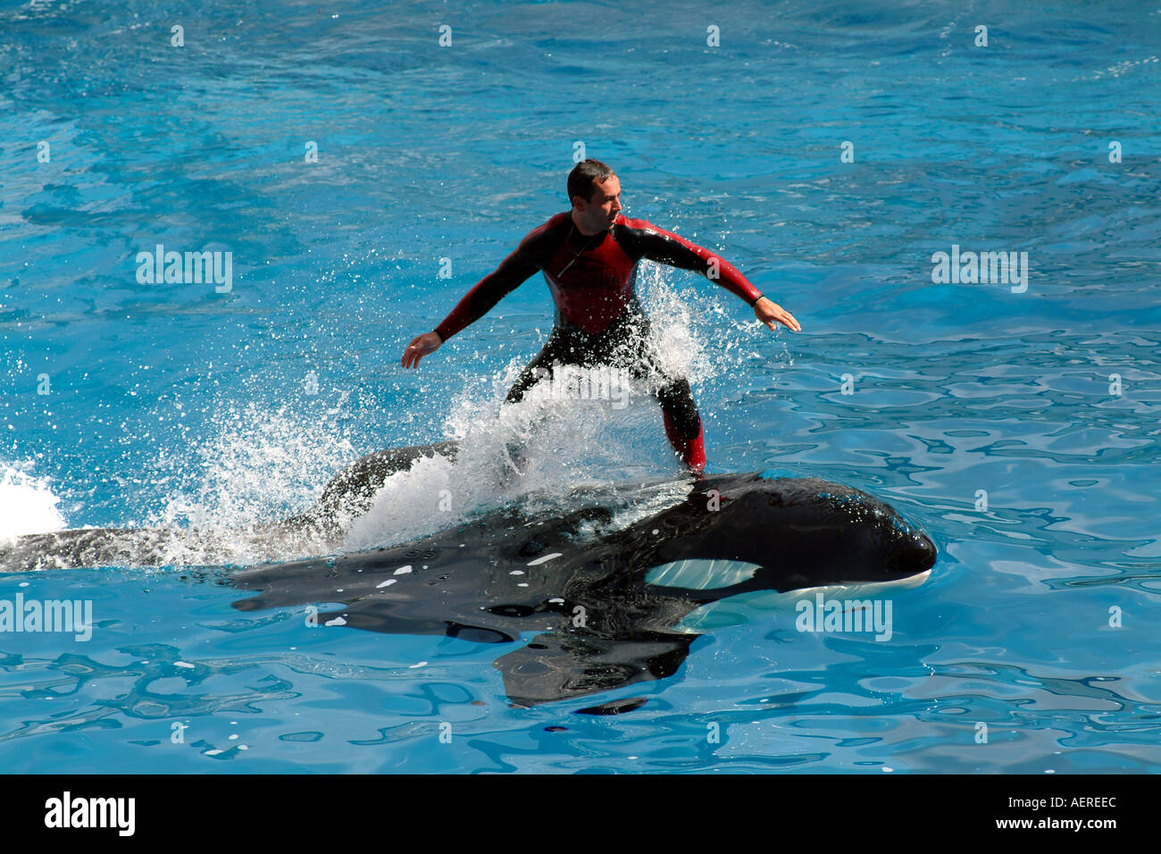 SeaWorld Orlando Florida USA Riding the killer whale Shamu Stadium ...