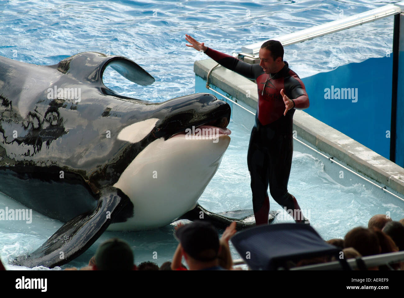 SeaWorld Orlando Florida USA the killer whale Shamu Stadium with show ...