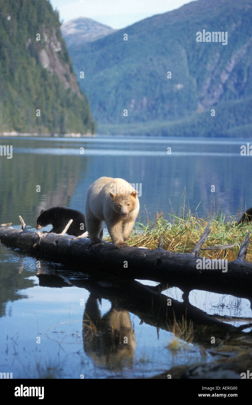 spirit bear kermode black bear Ursus americanus sow with cub walking on ...
