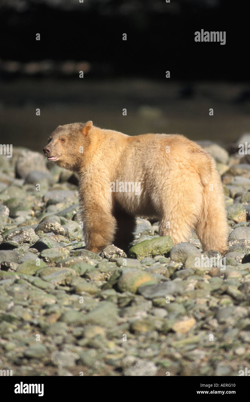 spirit bear kermode black bear Ursus americanus sow along beach in the ...