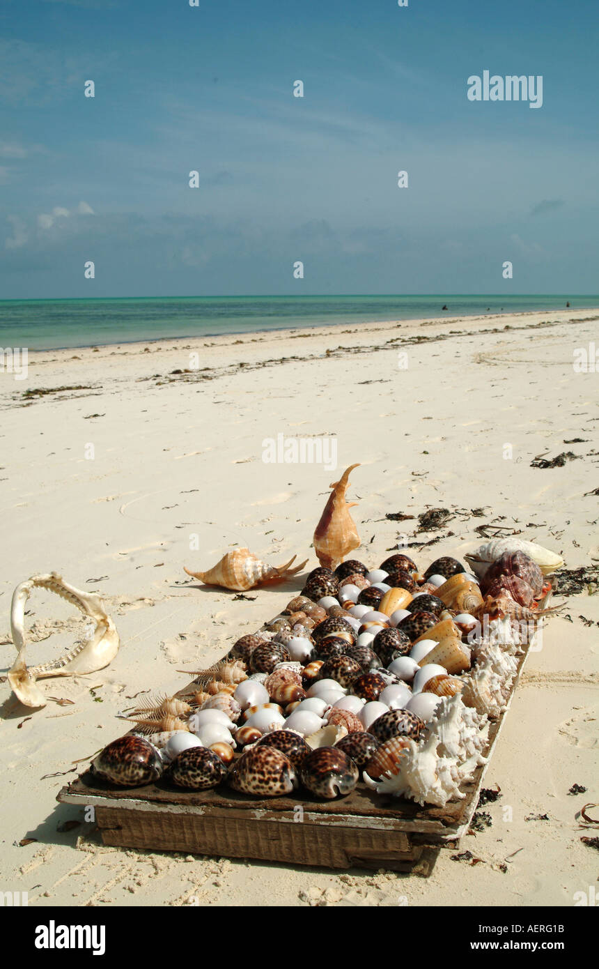 Shells zanzibar tanzania africa hi-res stock photography and images - Alamy