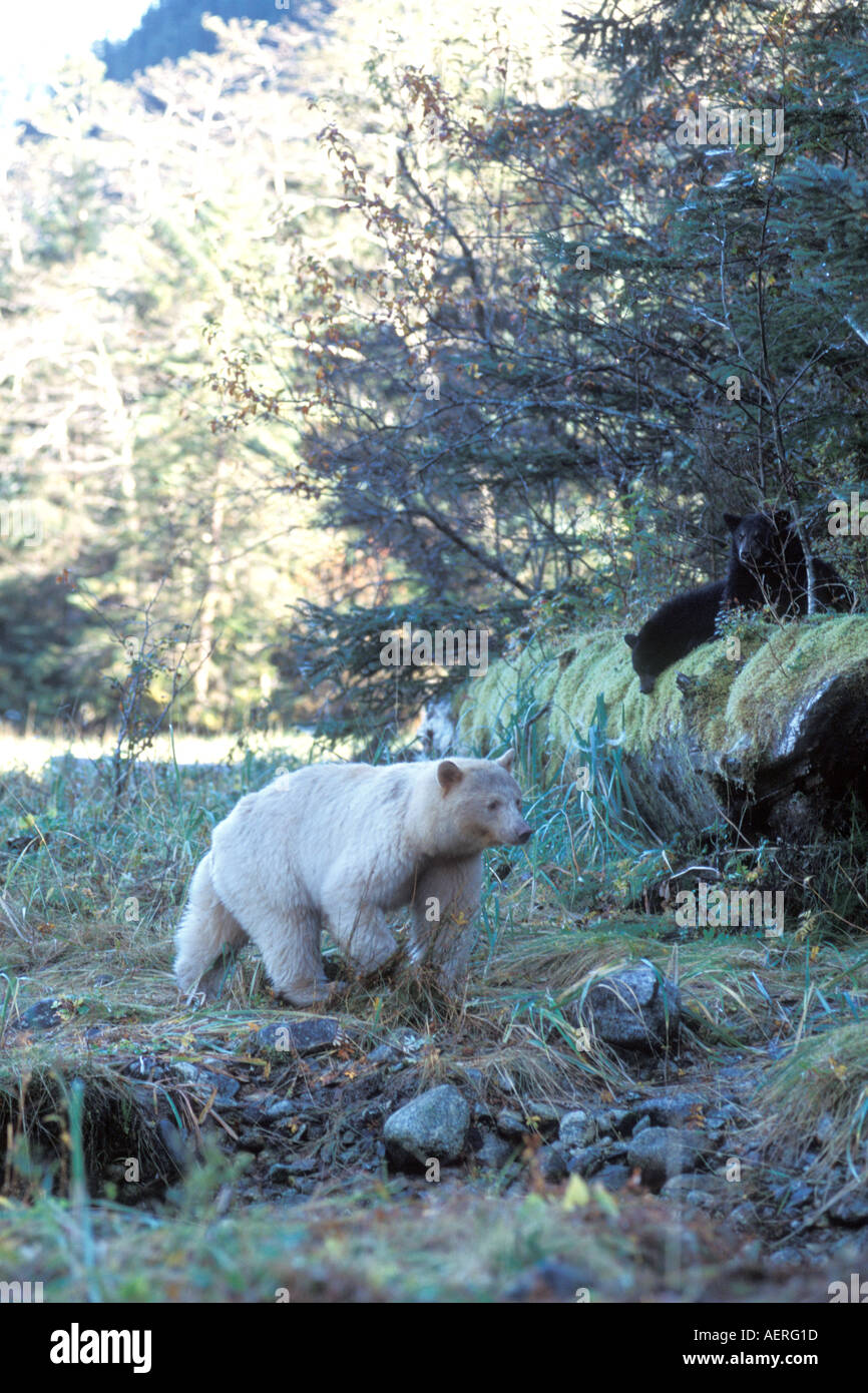 spirit bear kermode black bear Ursus americanus sow with cubs in the ...