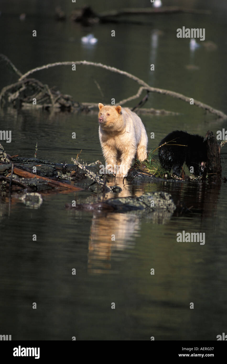 spirit bear kermode black bear Ursus americanus sow with cub looking ...