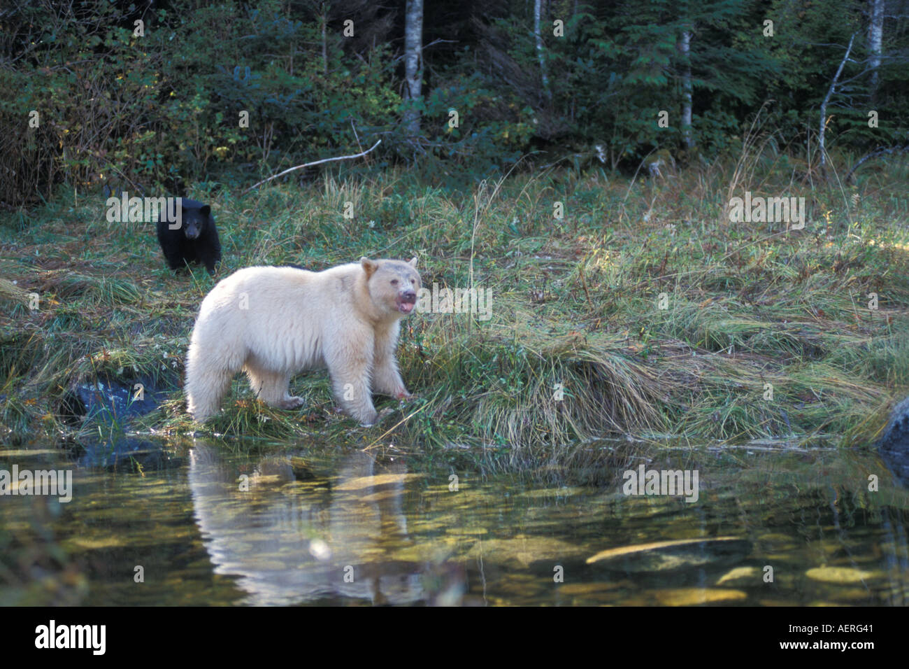 spirit bear kermode black bear Ursus americanus sow with cubs in the ...