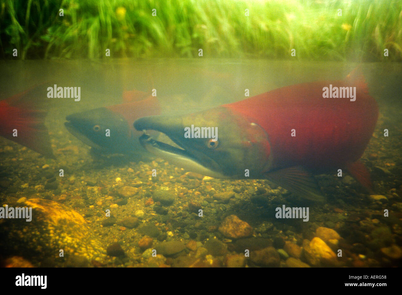 sockeye salmon red salmon Oncorhynchus nerka male in a spawning stream ...