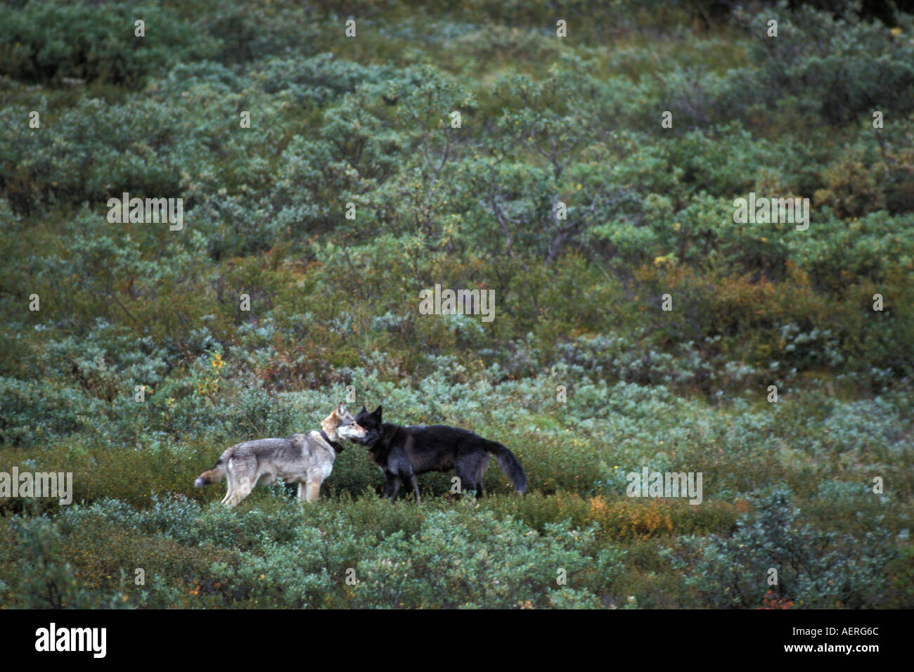 Wolf pack alpha female hi-res stock photography and images - Alamy