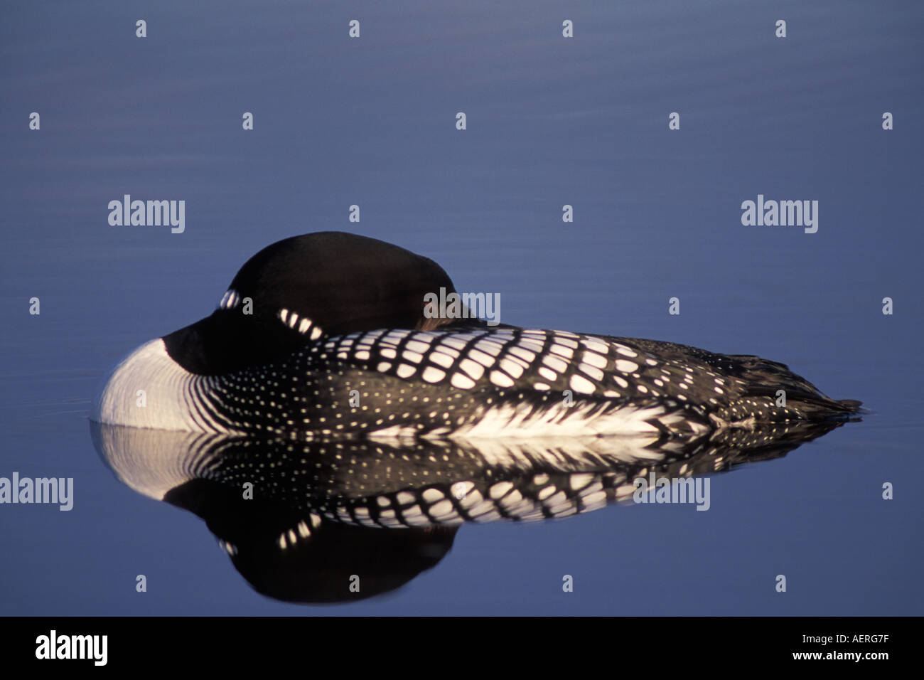 yellow billed loon Gavia adamsii sleeping in the Arctic National ...