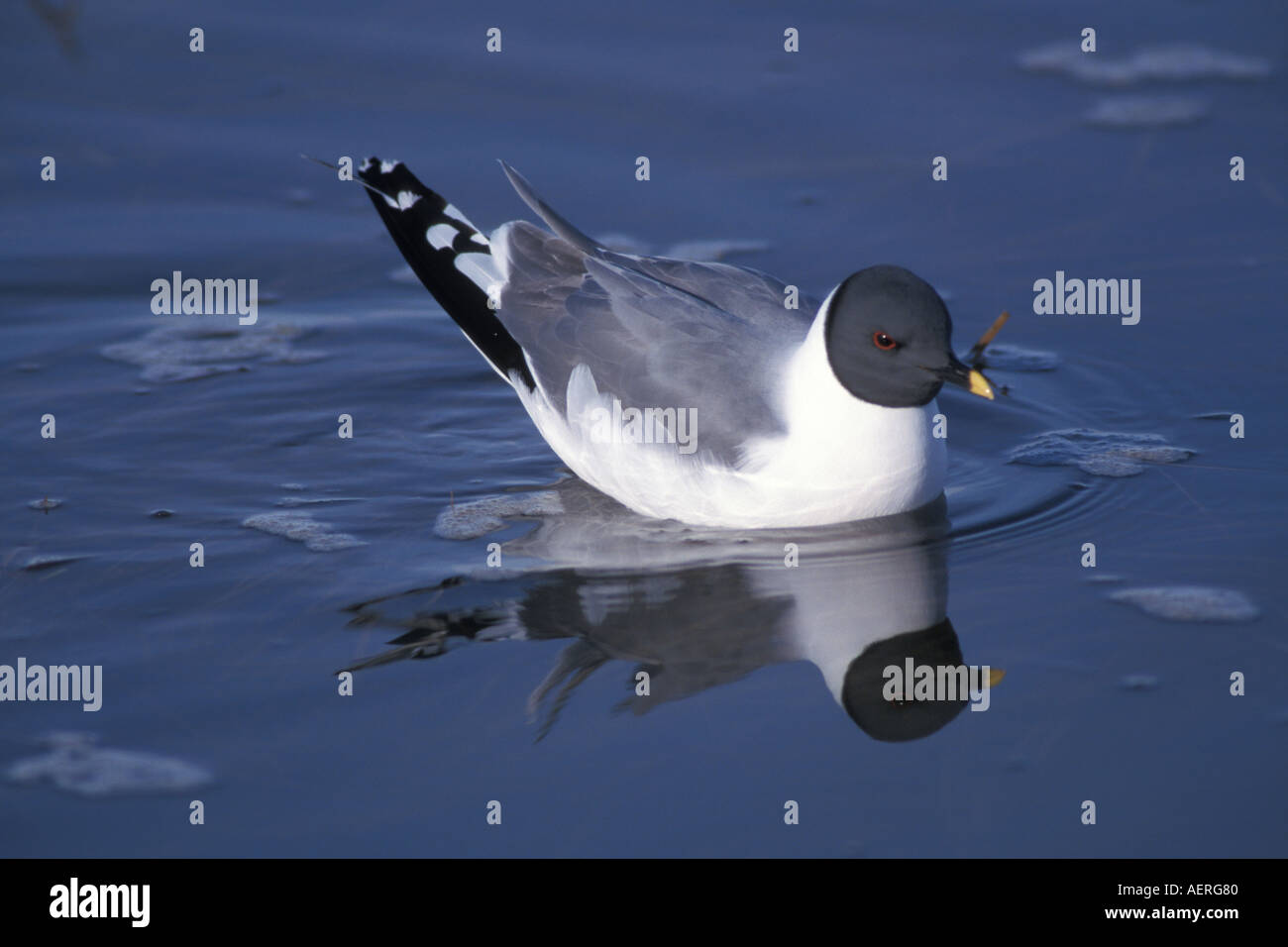 sabine s gull Xema sabini along the central Arctic coast North Slope ...