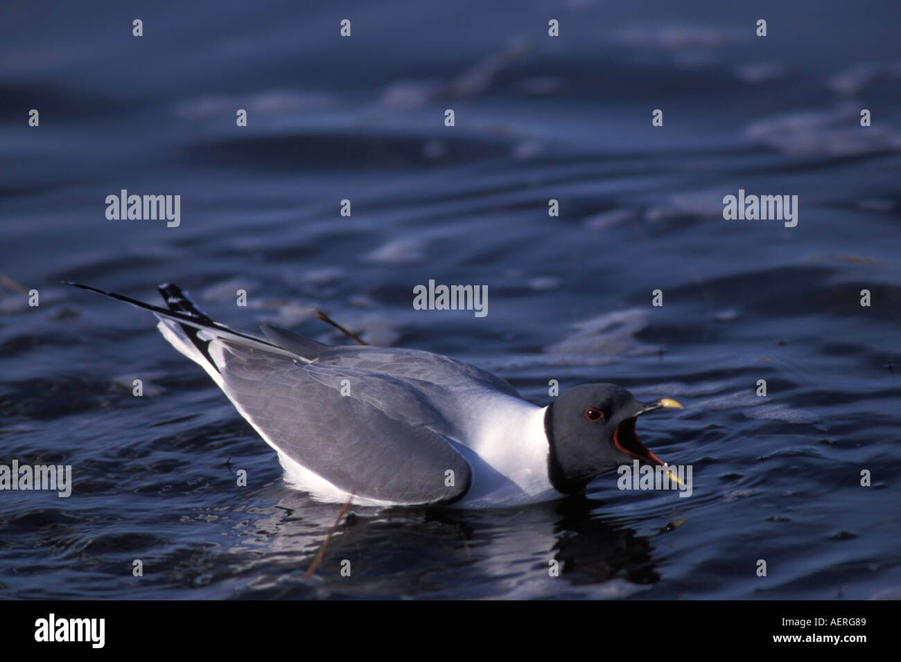 Sabines gull xema sabini calling hi-res stock photography and images ...