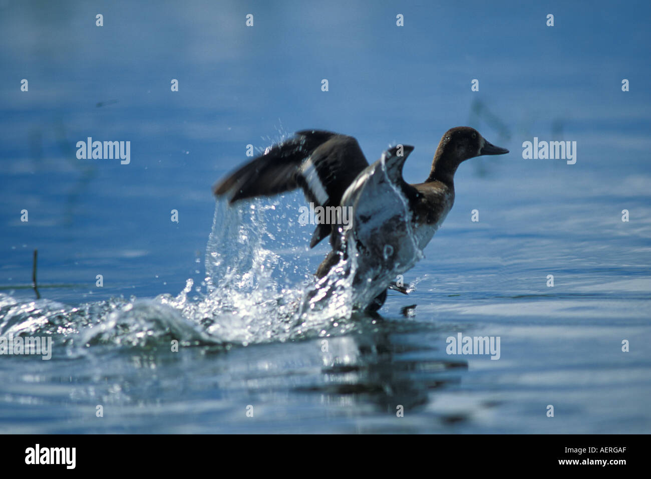 greater scaup Aythya marila Tetlin Wildife Refuge eastern interior ...