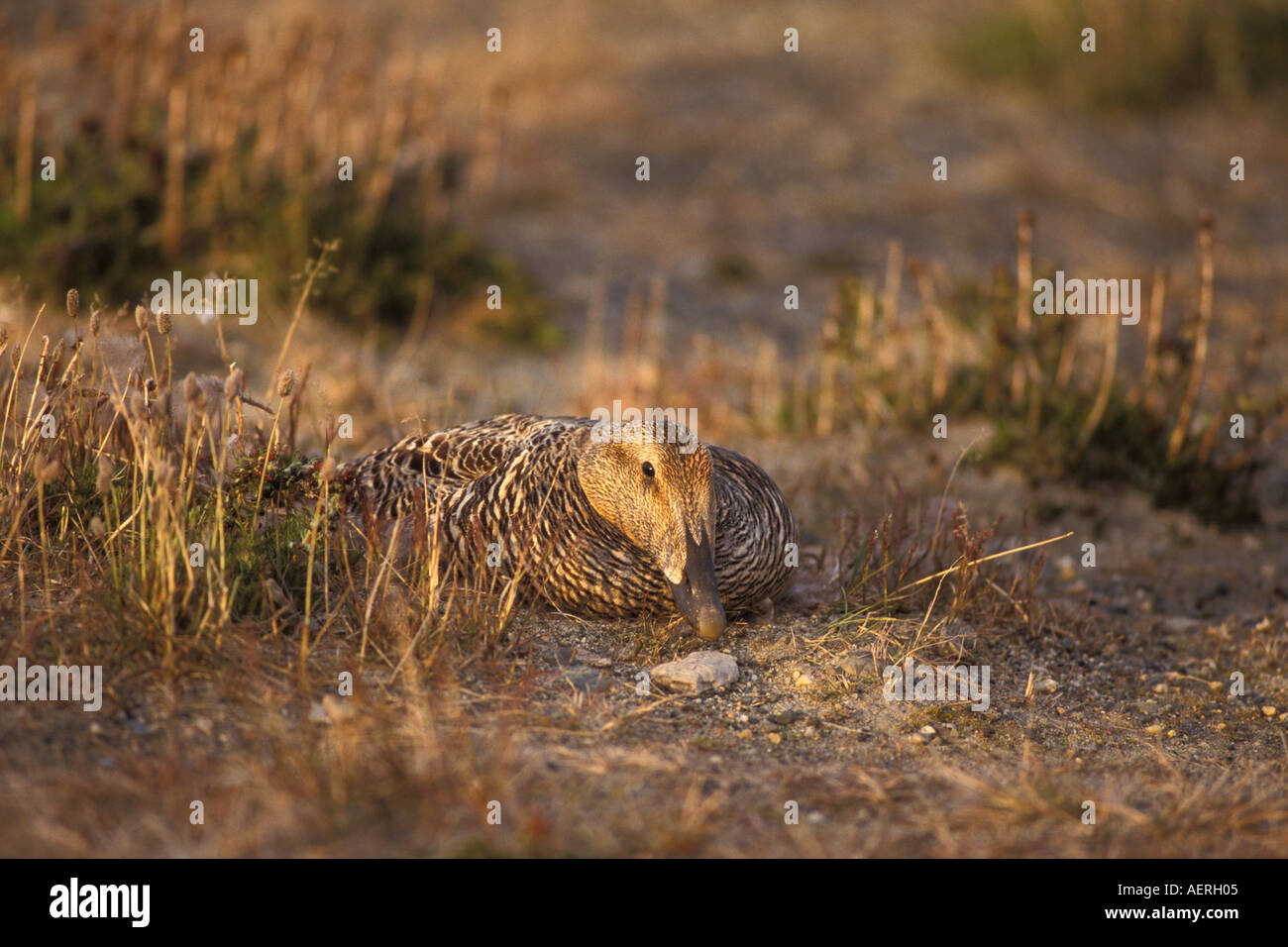 common eider Somateria mollissima female on her nest 1002 coastal plain ...