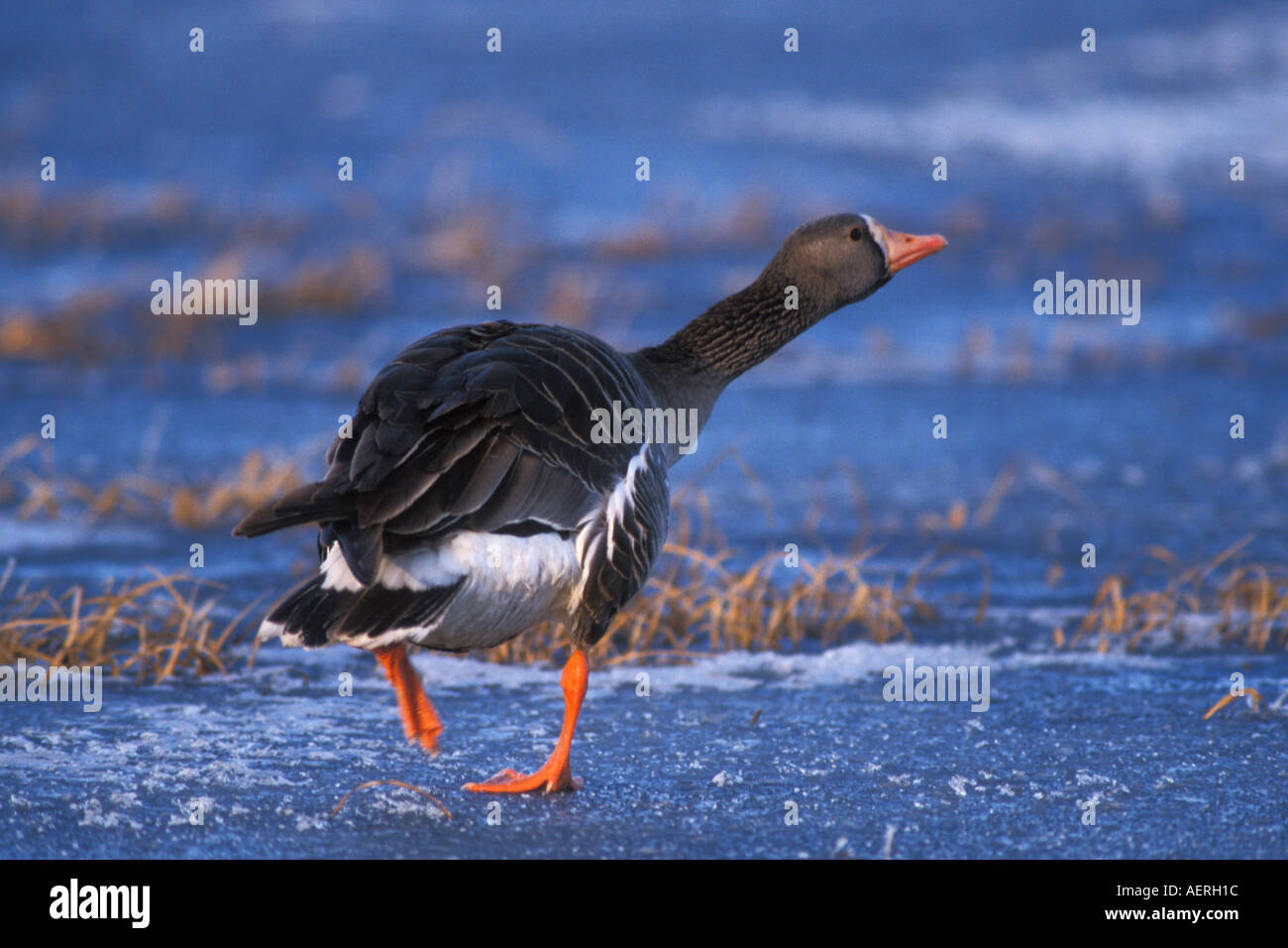greater white fronted goose Anser albifrons walking on the frozen 1002 ...