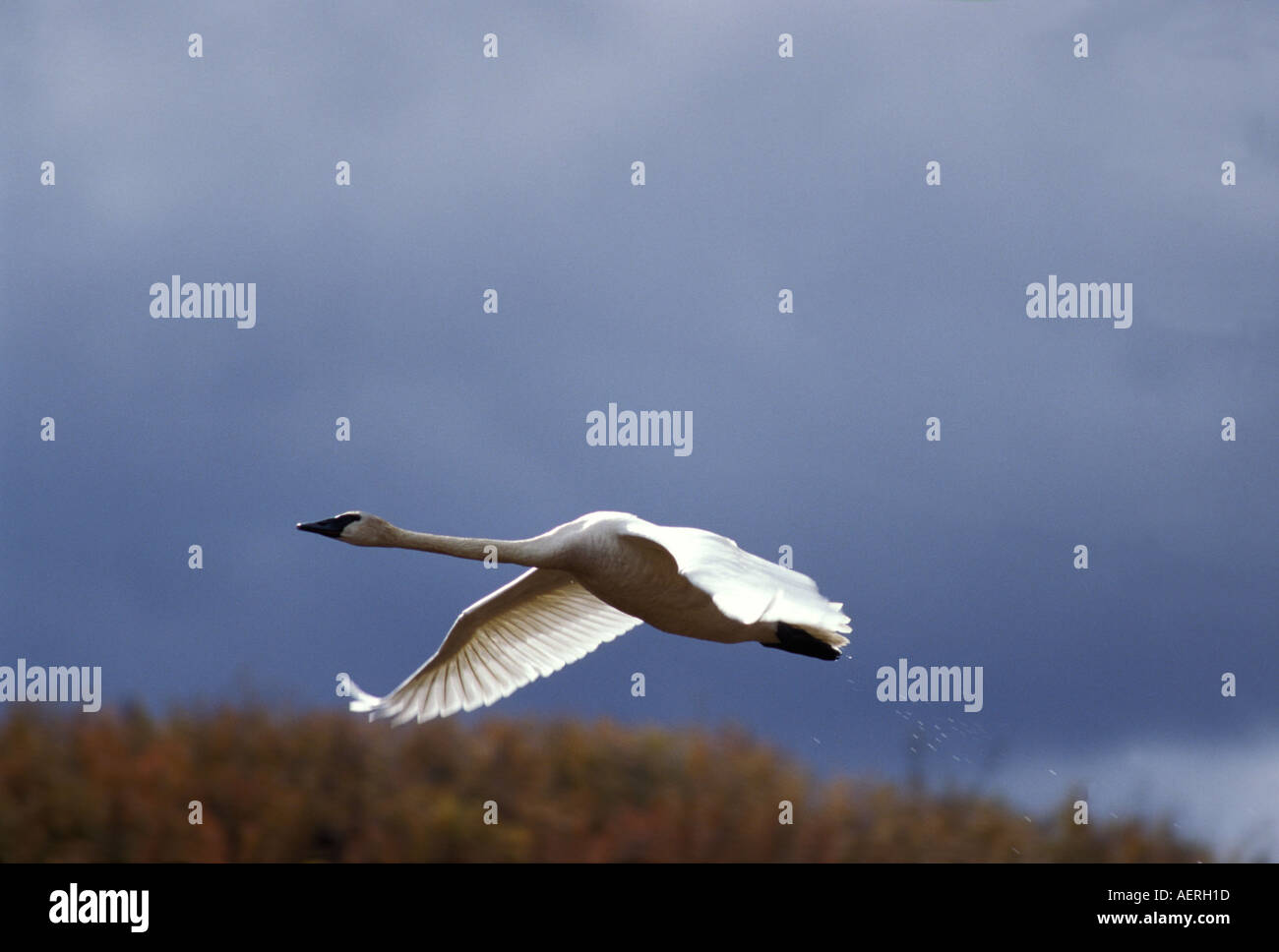 trumpeter swan Cygnus buccinator in flight under a dark stormy sky ...