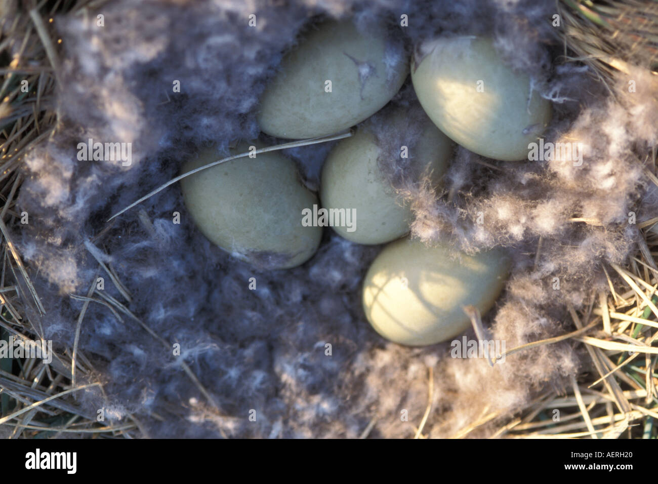 common eider Somateria mollissima eggs and nest 1002 coastal plain of ...