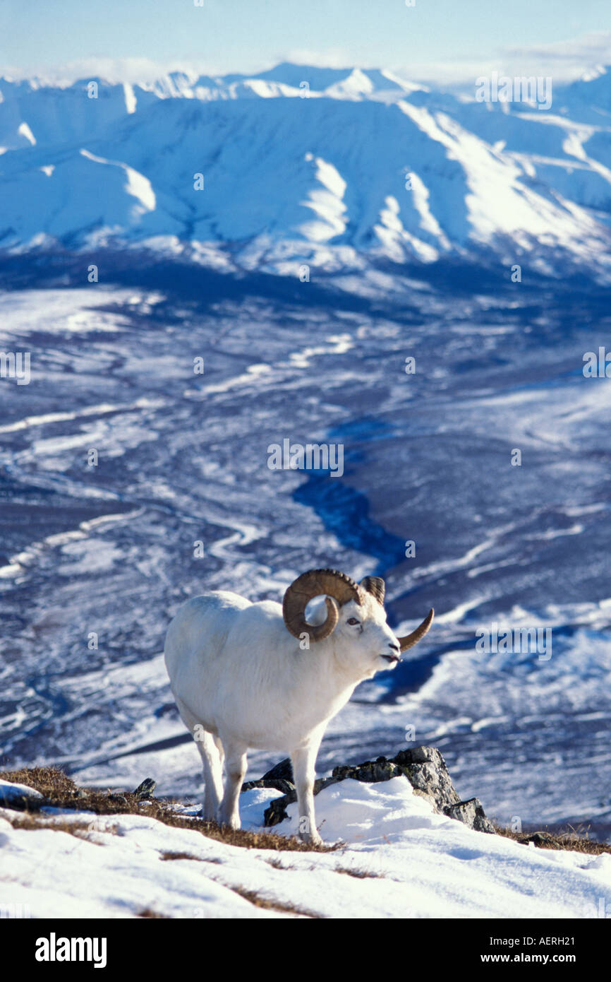 Dall colors hi-res stock photography and images - Alamy