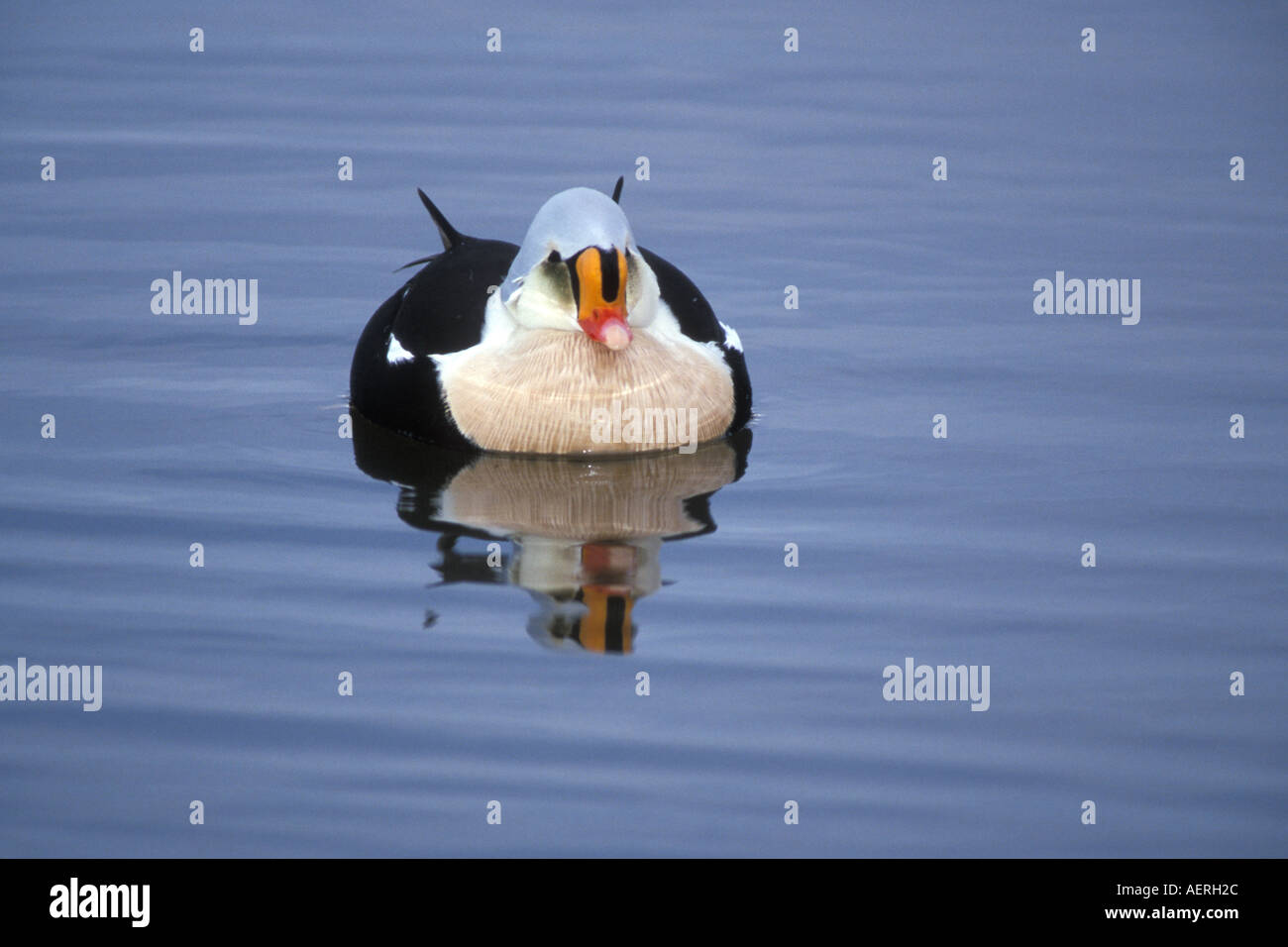 king eider Somateria spectabilis central Arctic coastal plain North ...