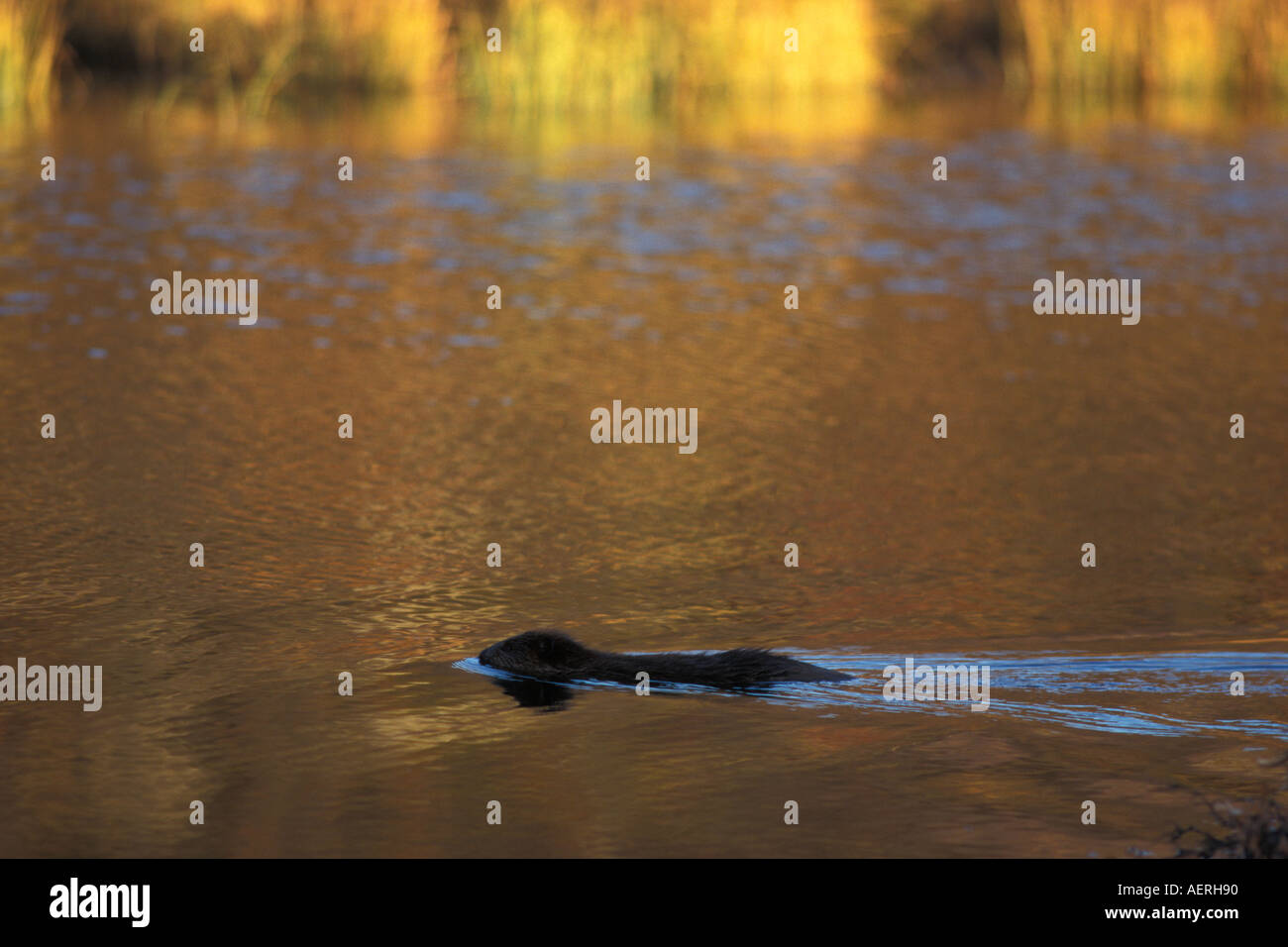 beaver Castor canadensis swimming in a kettle pond interior of Denali ...