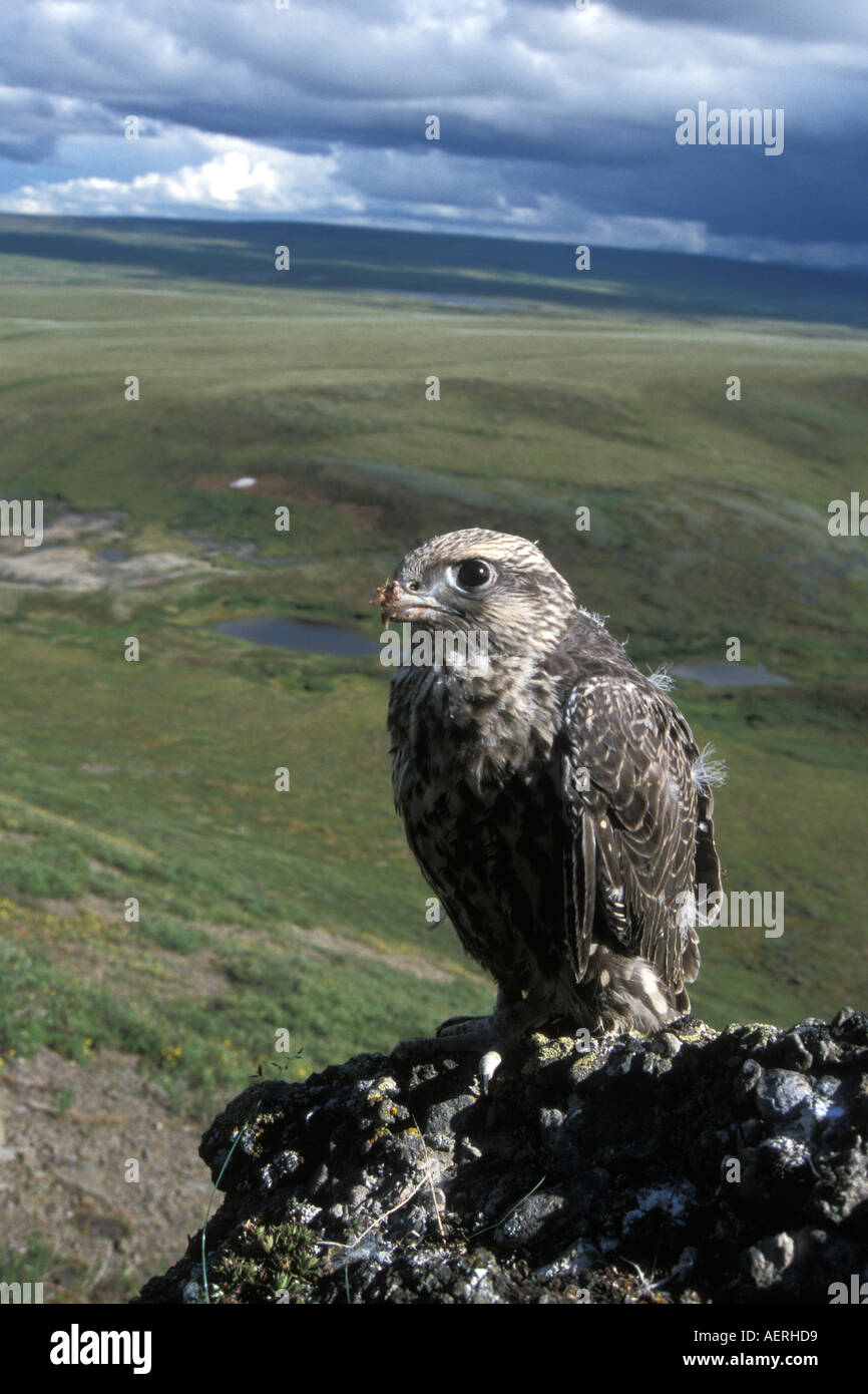 Juvenile gyrfalcon falco rusticolus hi-res stock photography and images ...