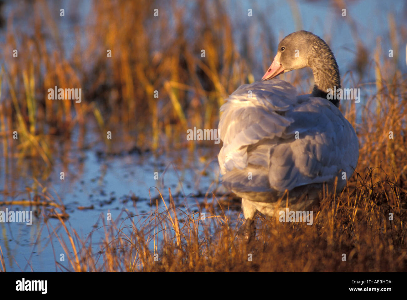 whistling swan Cygnus columbianus juvenile in grass 1002 coastal plain ...