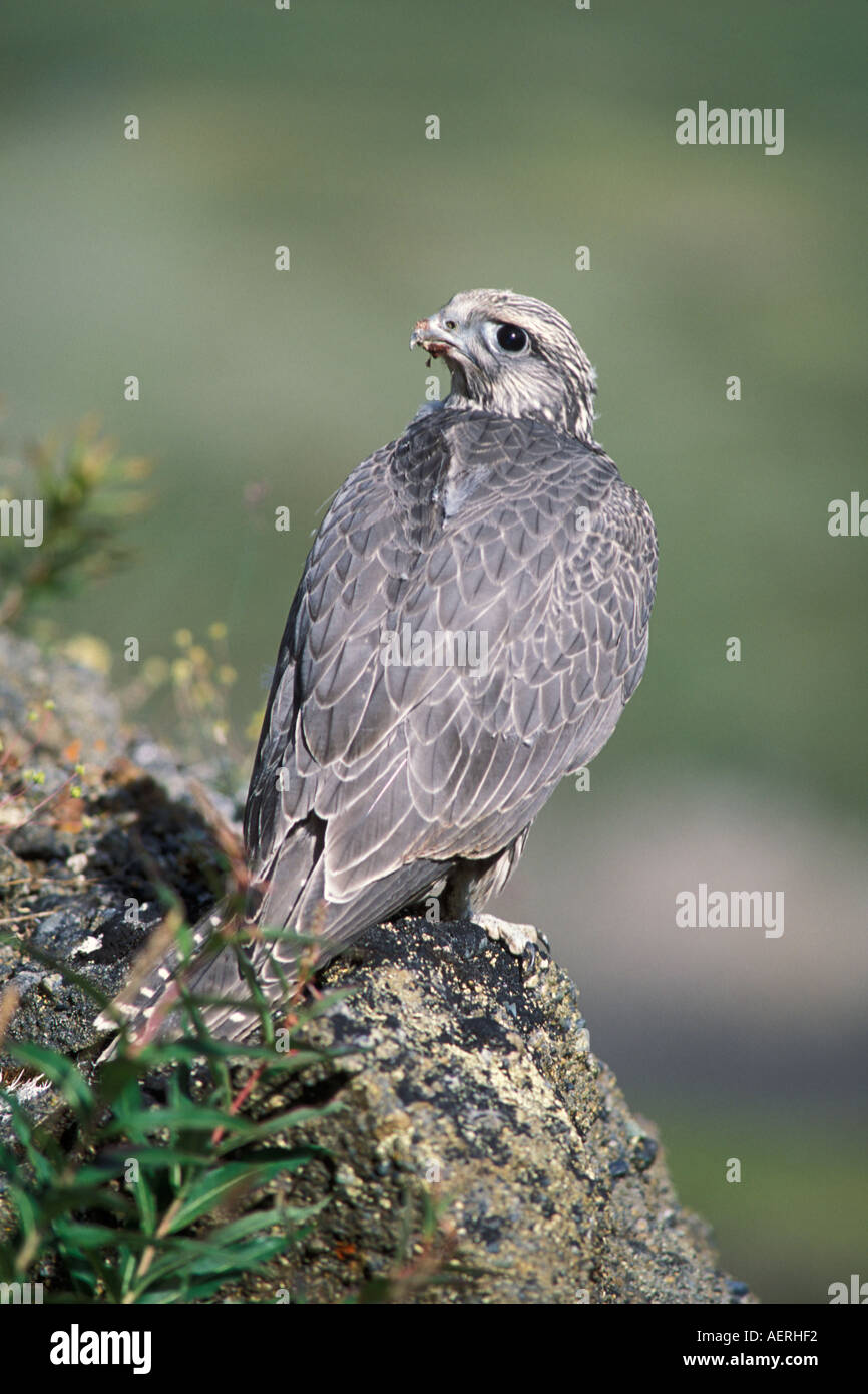 gyrfalcon Falco rusticolus juvenile getting ready to fly with mosquitos ...