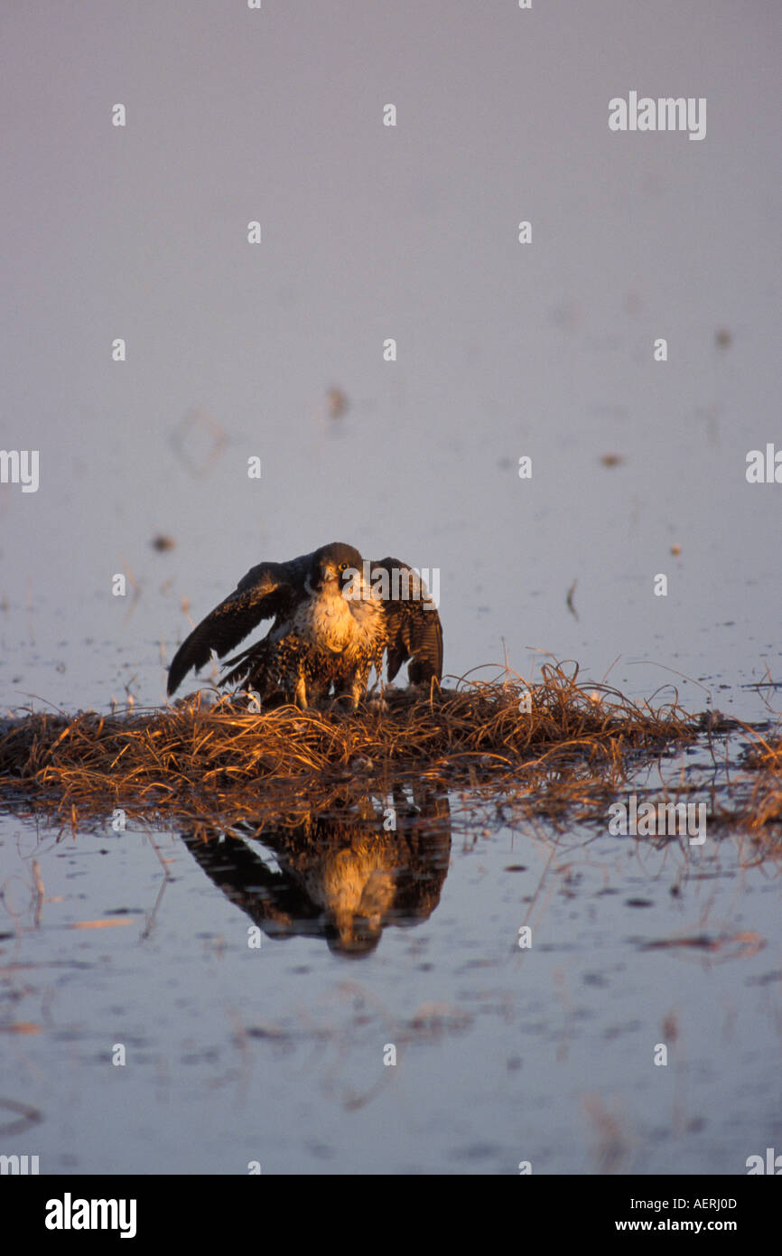 peregrine falcon Falco pereginus about to take flight 1002 coastal ...