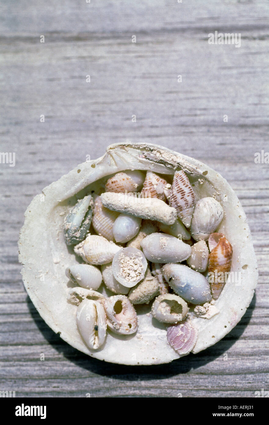 A collection of seashells laying in a shell on a dock by the beach ...